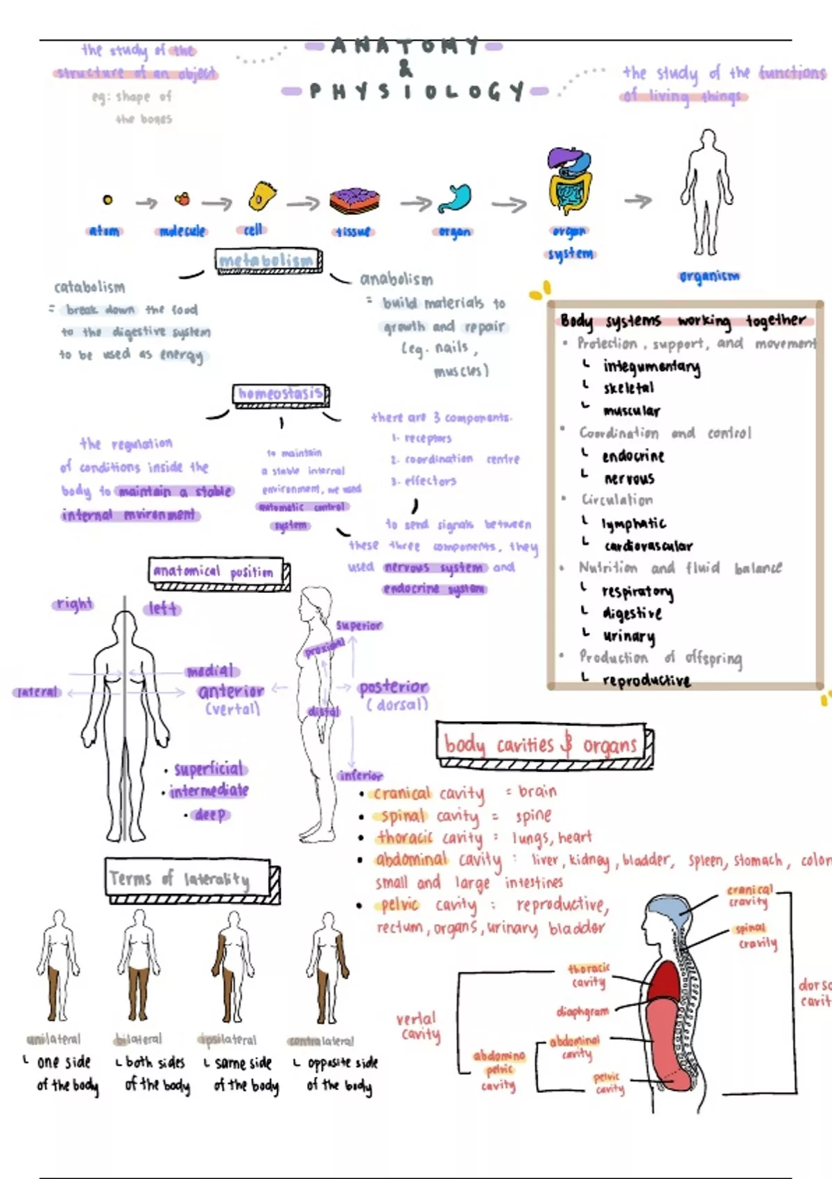 One page summary Anatomy and Physiology - Biology - Stuvia US