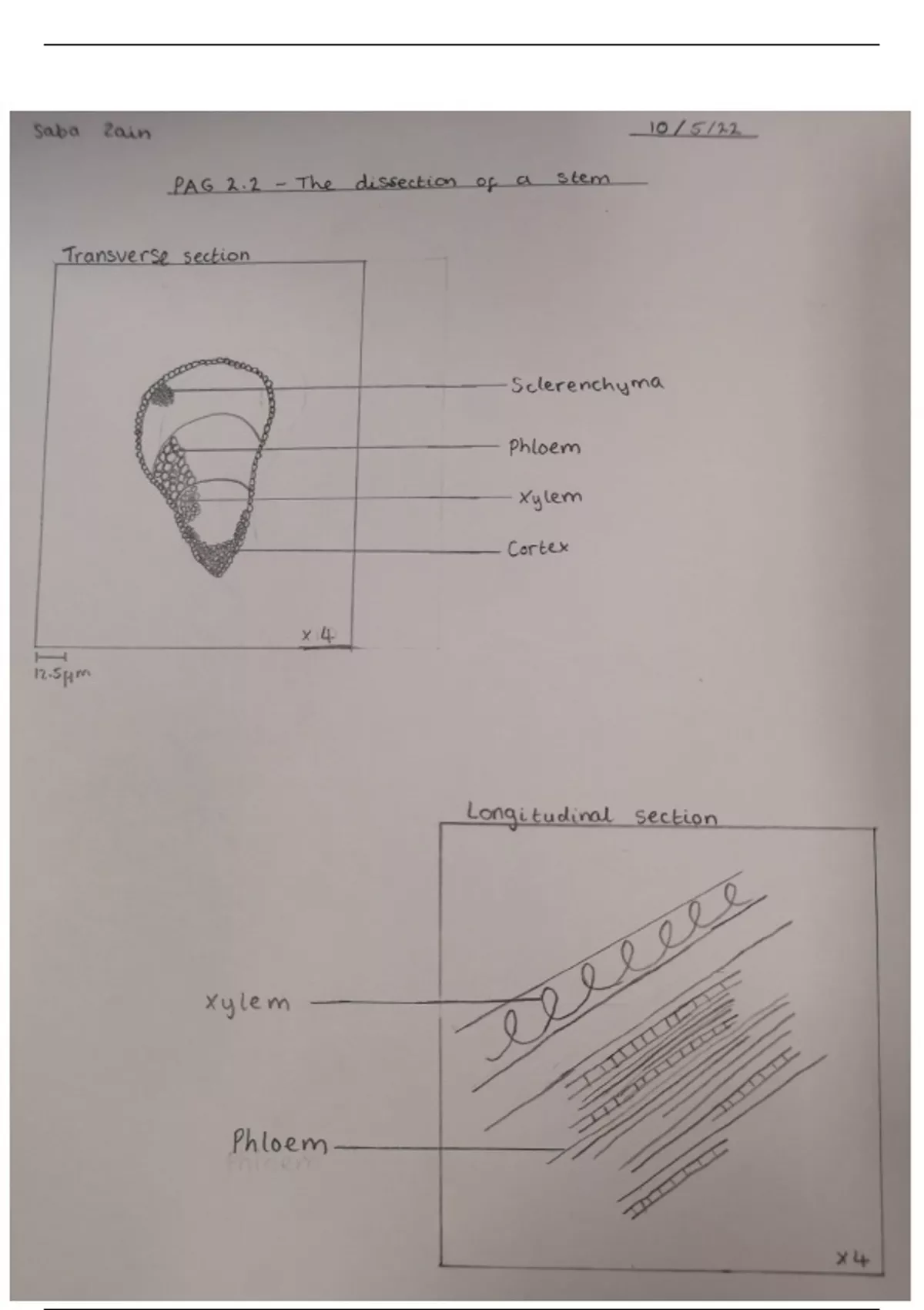 Summary - Dissection of a Stem - Dissection - Stuvia UK