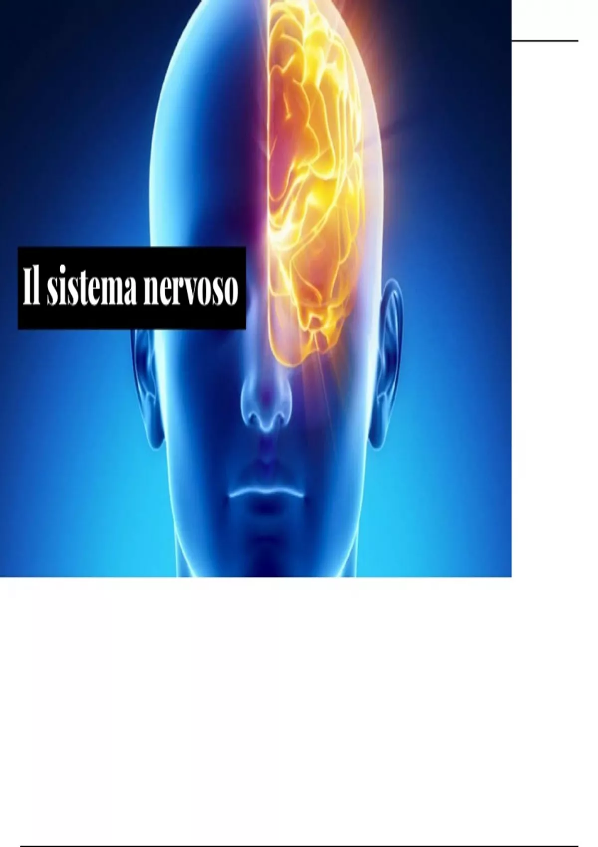 Il sistema nervoso - Anatomy - Stuvia US