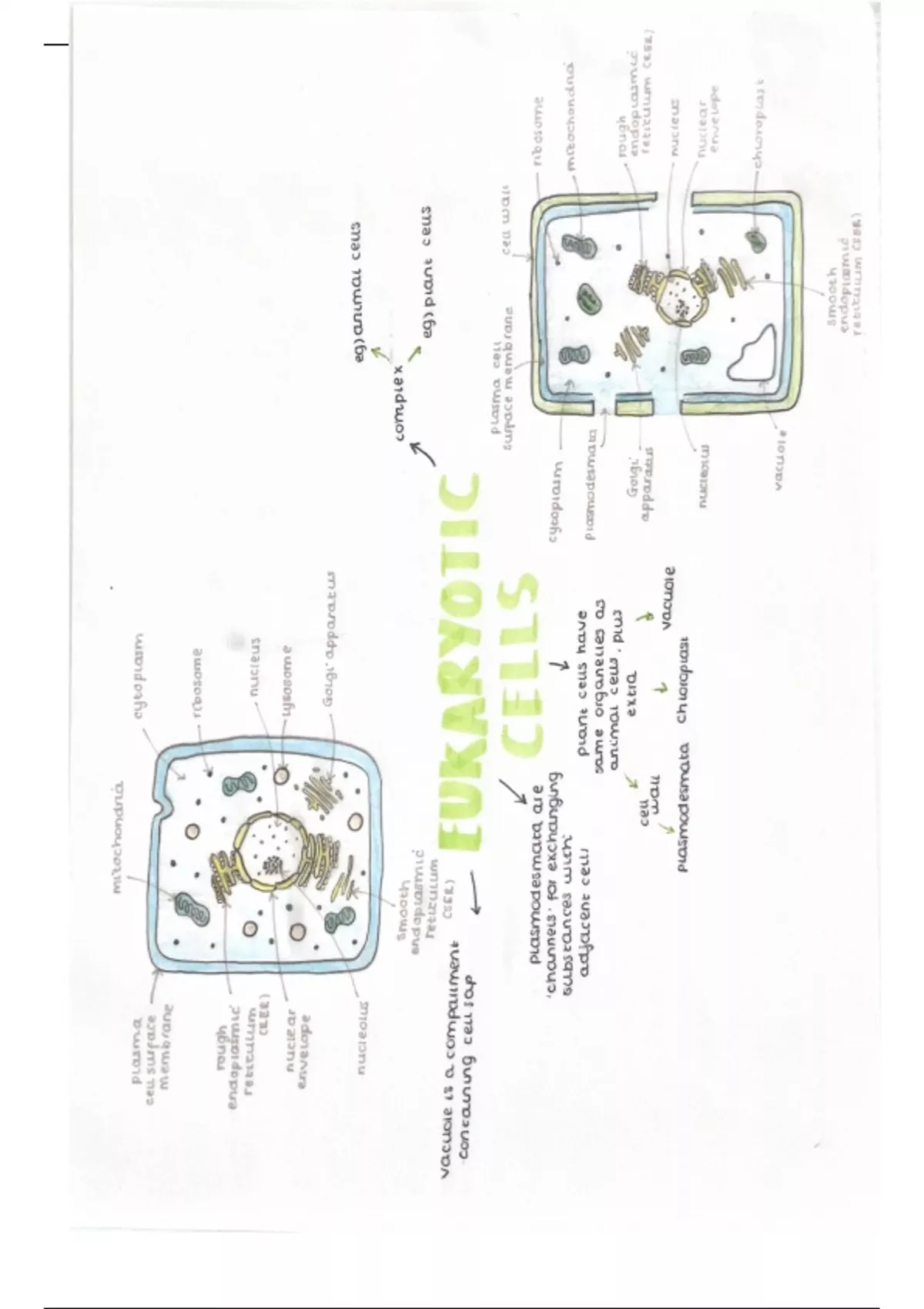 Summary OCR A-Level Biology - Cell Structure Poster - Cell Structure ...