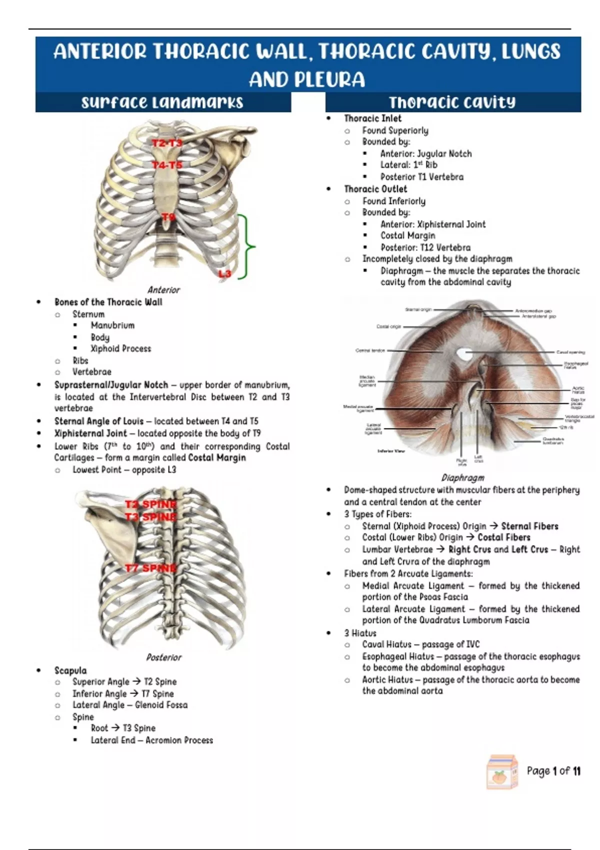 Anatomy Comprehensive notes on Anterior Thoracic Wall, Thoracic Cavity ...