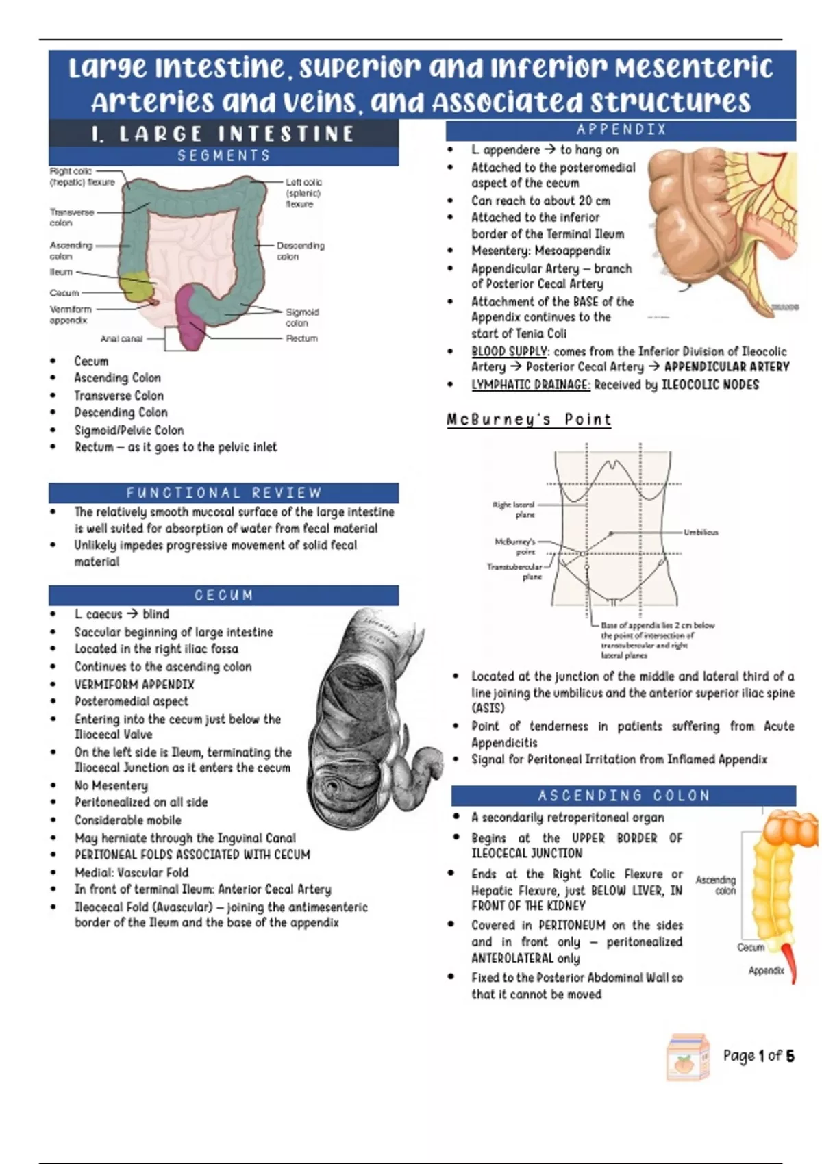 Anatomy Comprehensive Notes on Large Intestine, Superior and Inferior ...