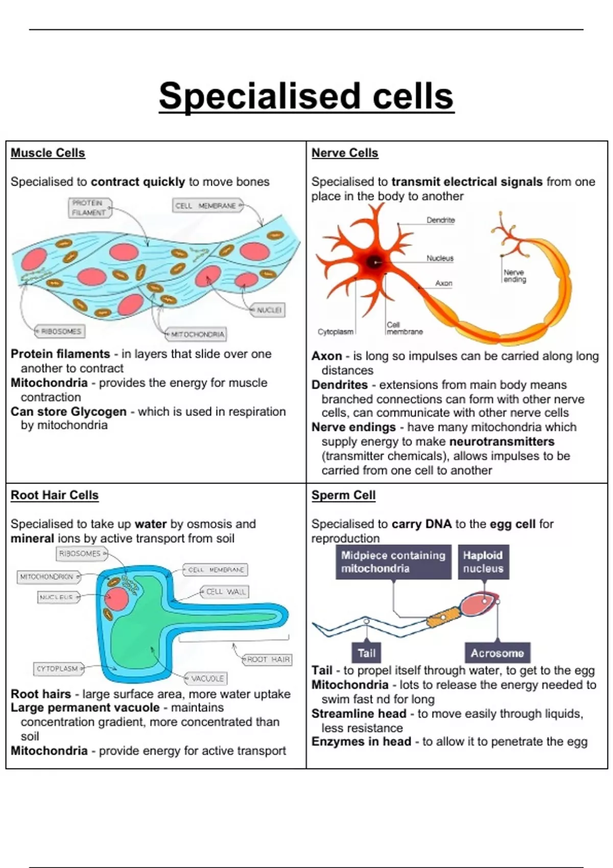 Summary GCSE AQA Biology Triple Science Higher Tier - Specialised Cells ...