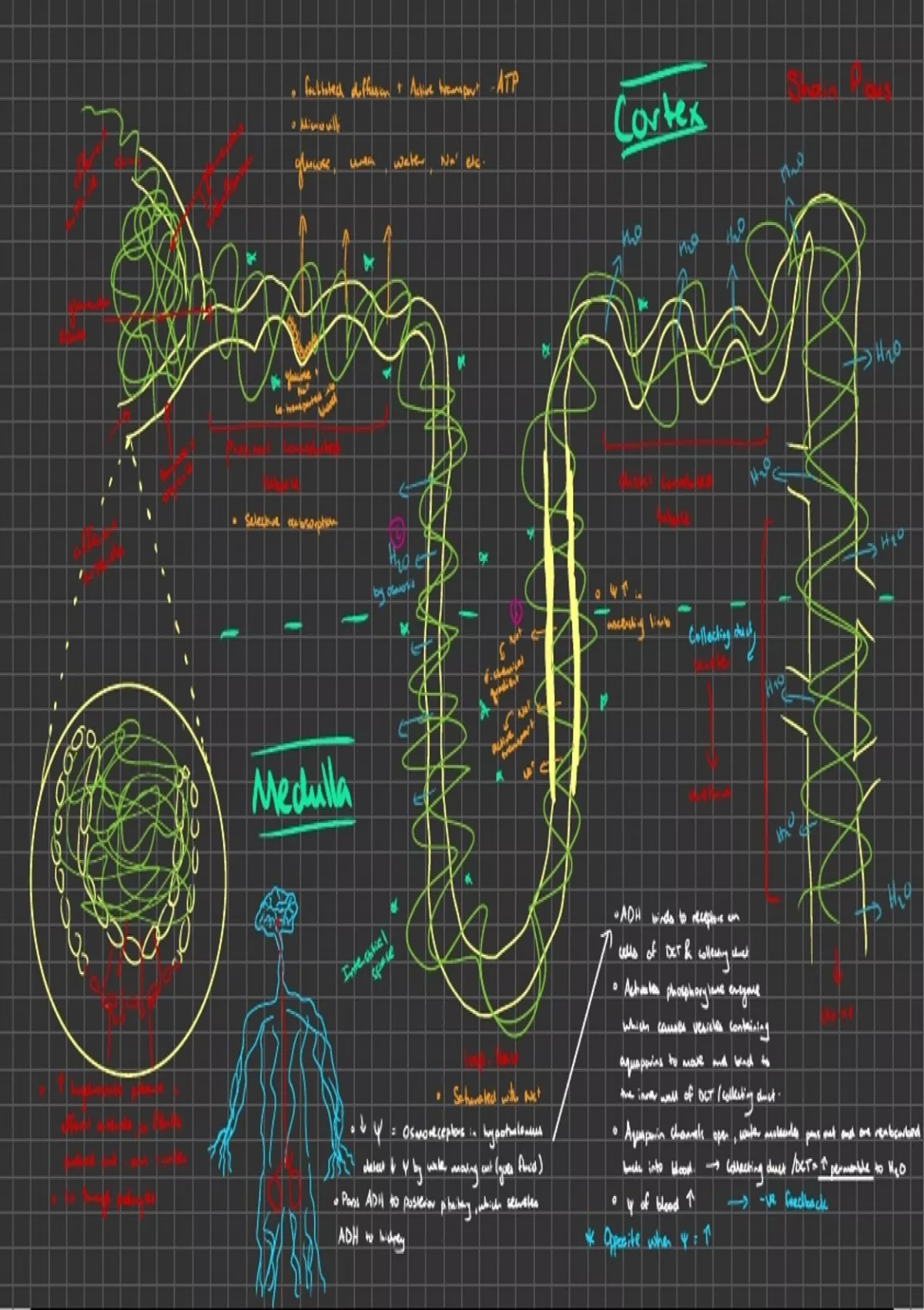 Summary - Unit 6 - the kidneys - infographic - A-level biology AQA ...