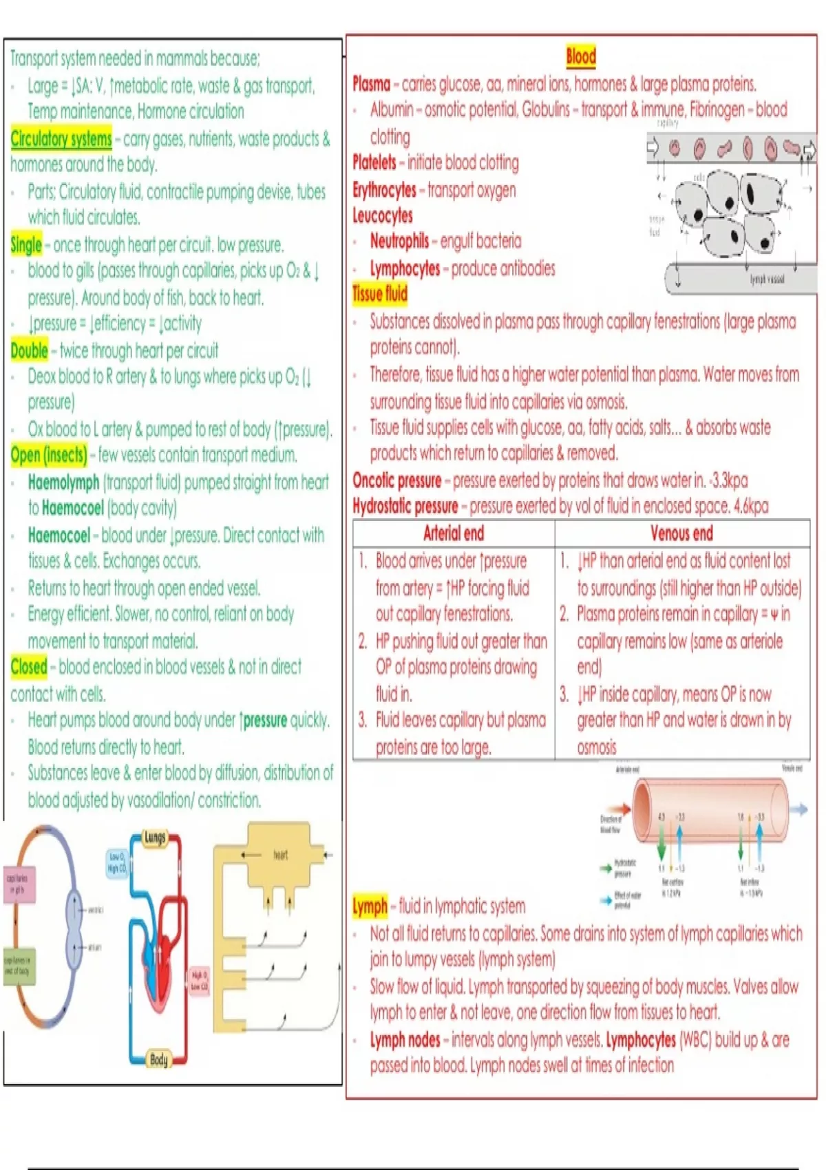OCR Biology Transport in Animals 3.1.2 Revision Summary - By A* student ...