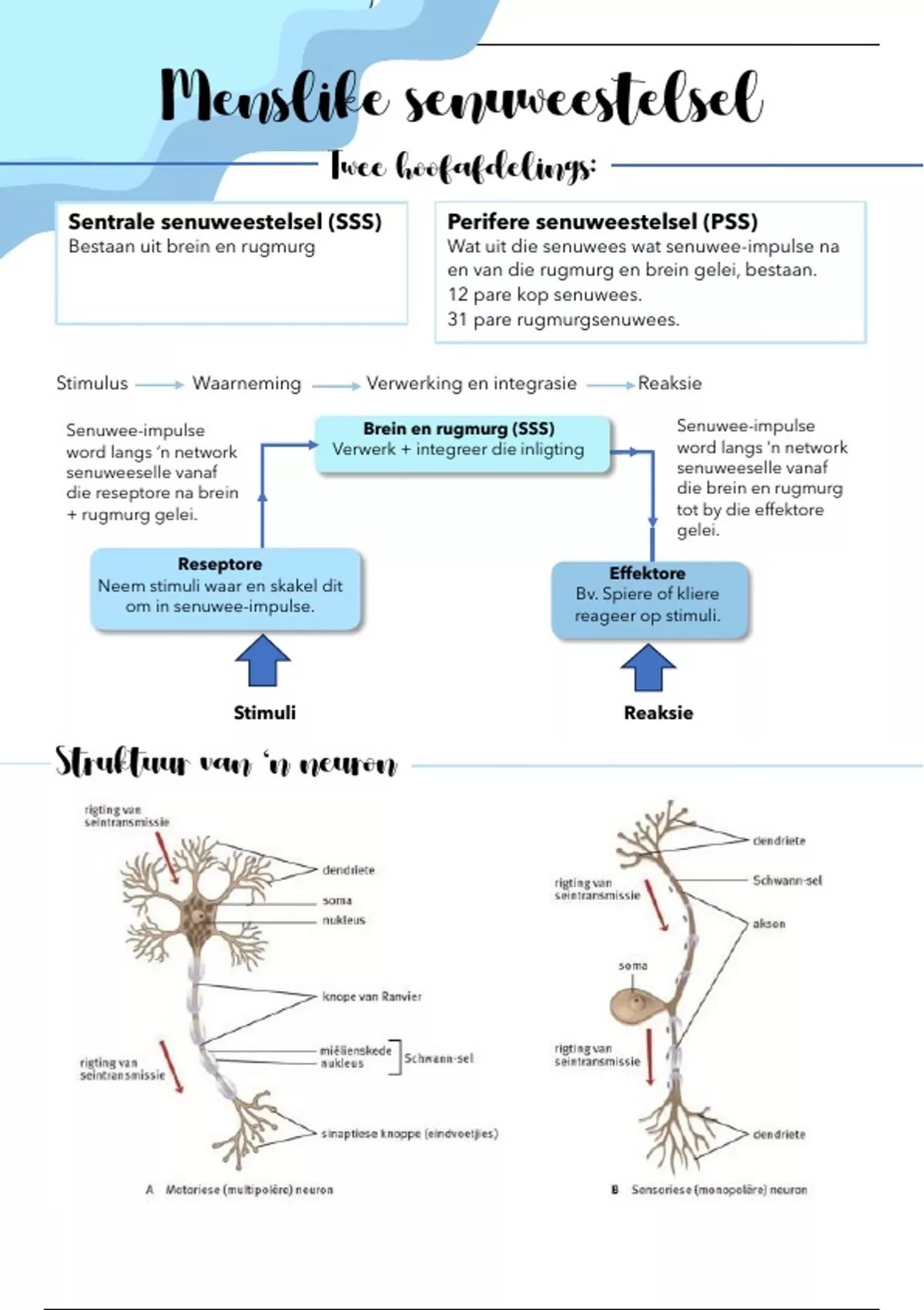 Summary Die menslike senuweestelsel Lewenswetenskappe graad 12 ...