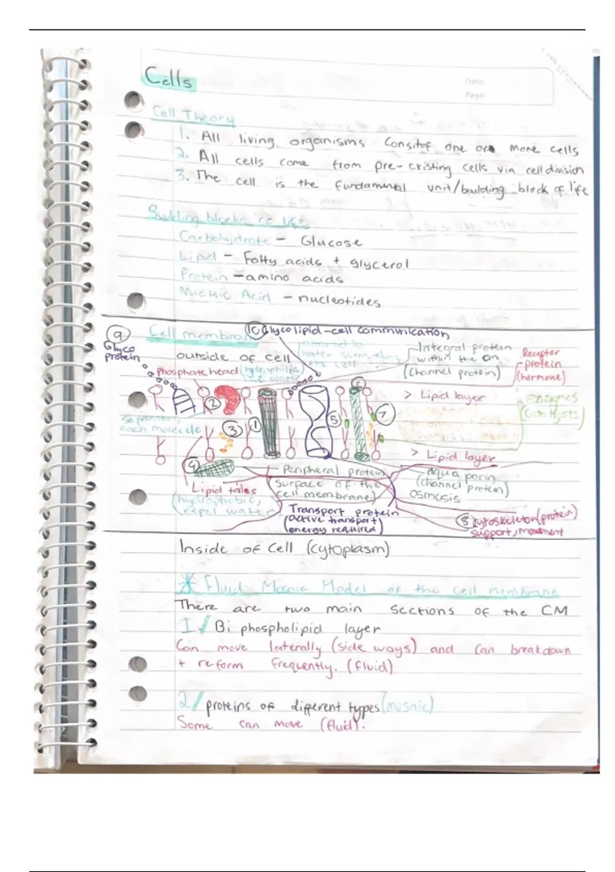 Cells and cell membrane (fluid mosaic model) - Biology - Stuvia US
