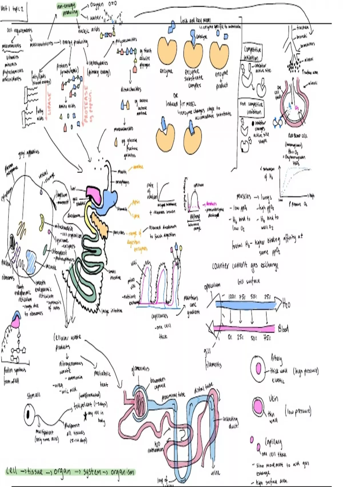 Summary Unit 1, topic 2 concept map for biology - Biology - Stuvia US