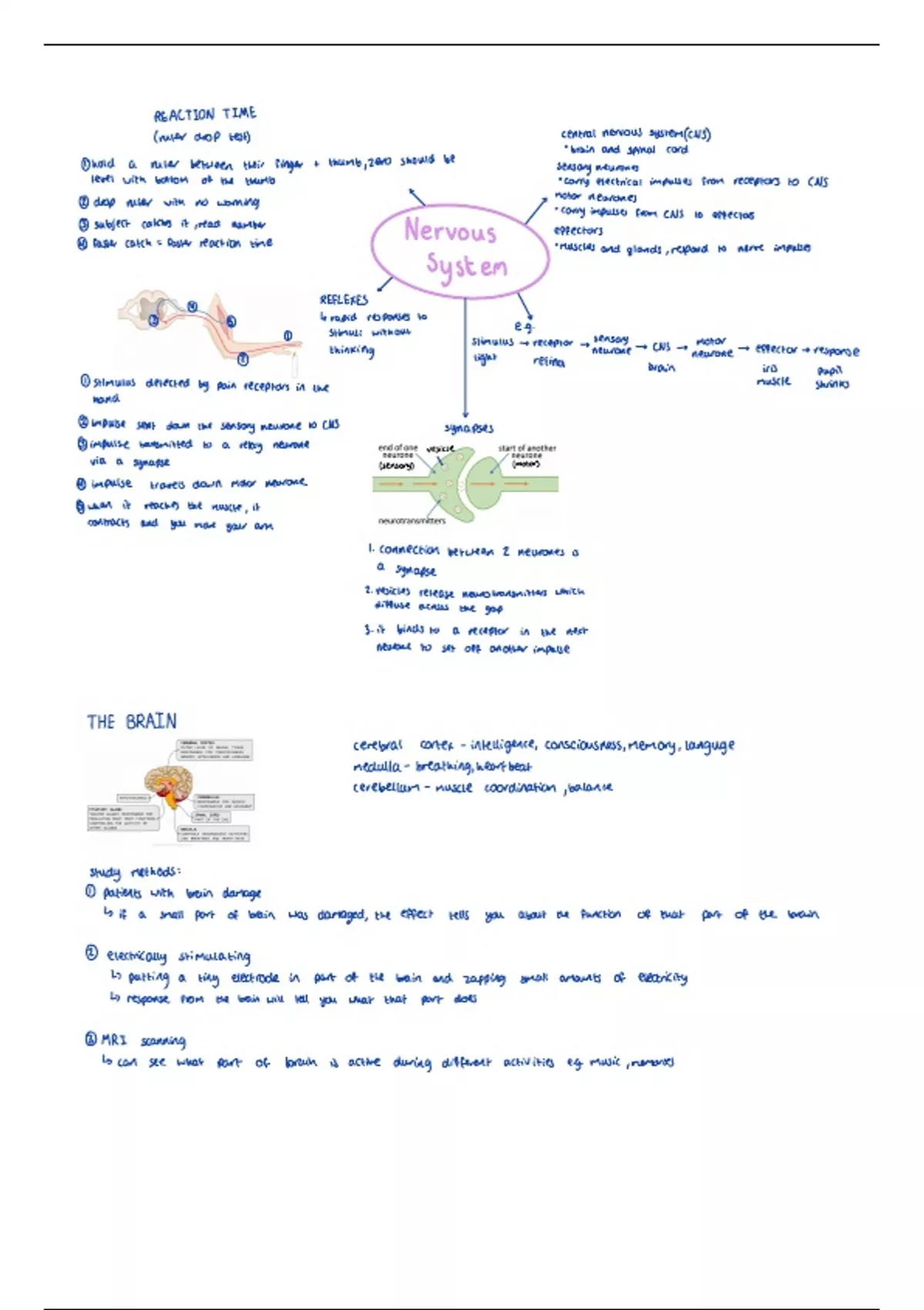 Summary GCSE AQA Biology nervous system topic - Biology - Stuvia UK