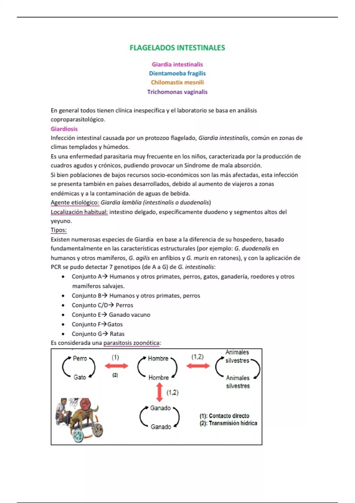 Sumario TEORIA FLAGELADOS INTESTINALES - PARASITOLOGIA - Stuvia US