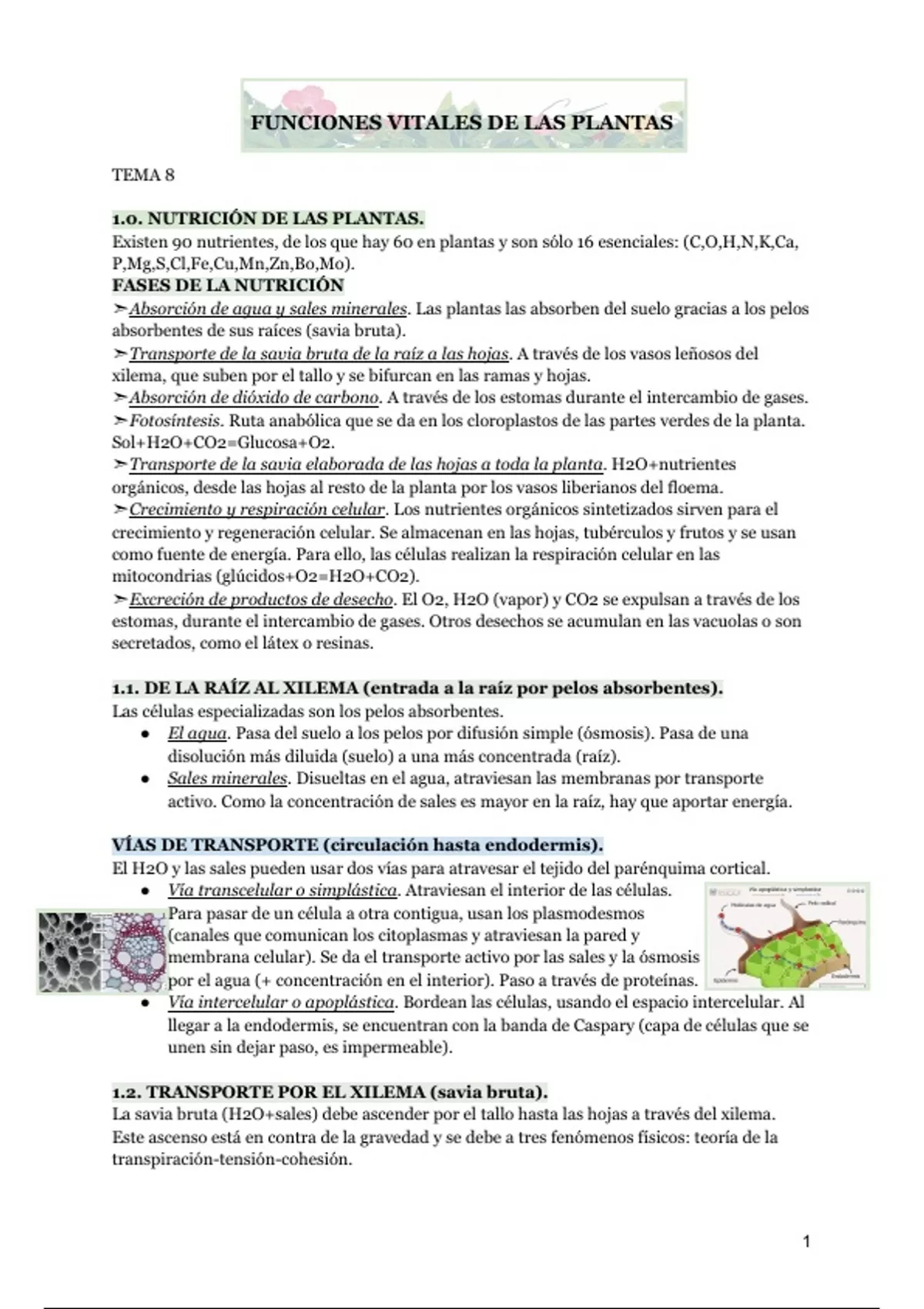Sumario 1 BACH científico-TEMA 8 FUNCIONES VITALES DE LAS PLANTAS ...
