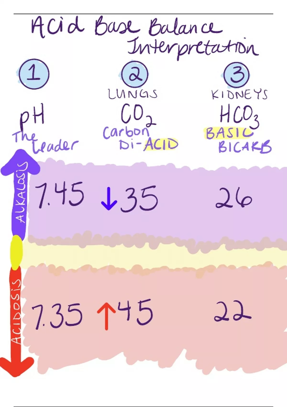 Acid Base Balance Interpretation Guide - N217 (N217) - Stuvia US