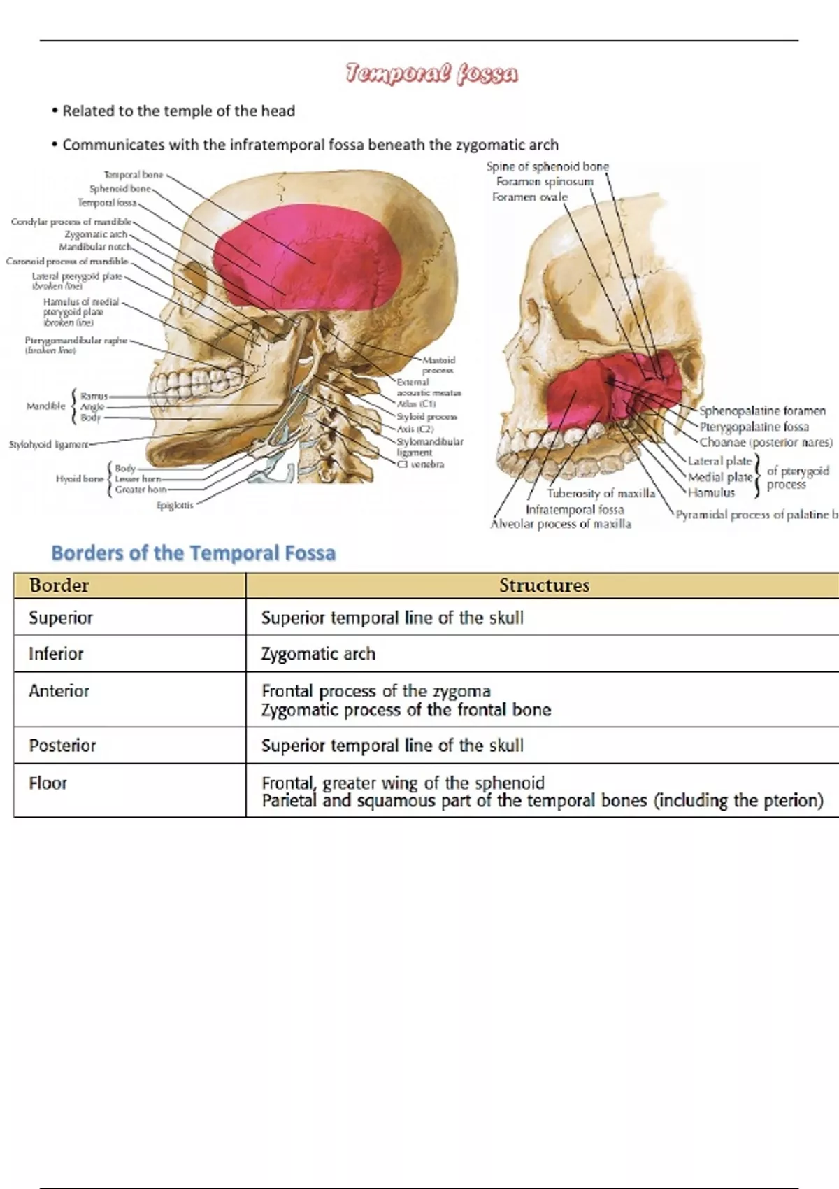Summary explanation of the temporal and infratemporal fossae - Summary ...