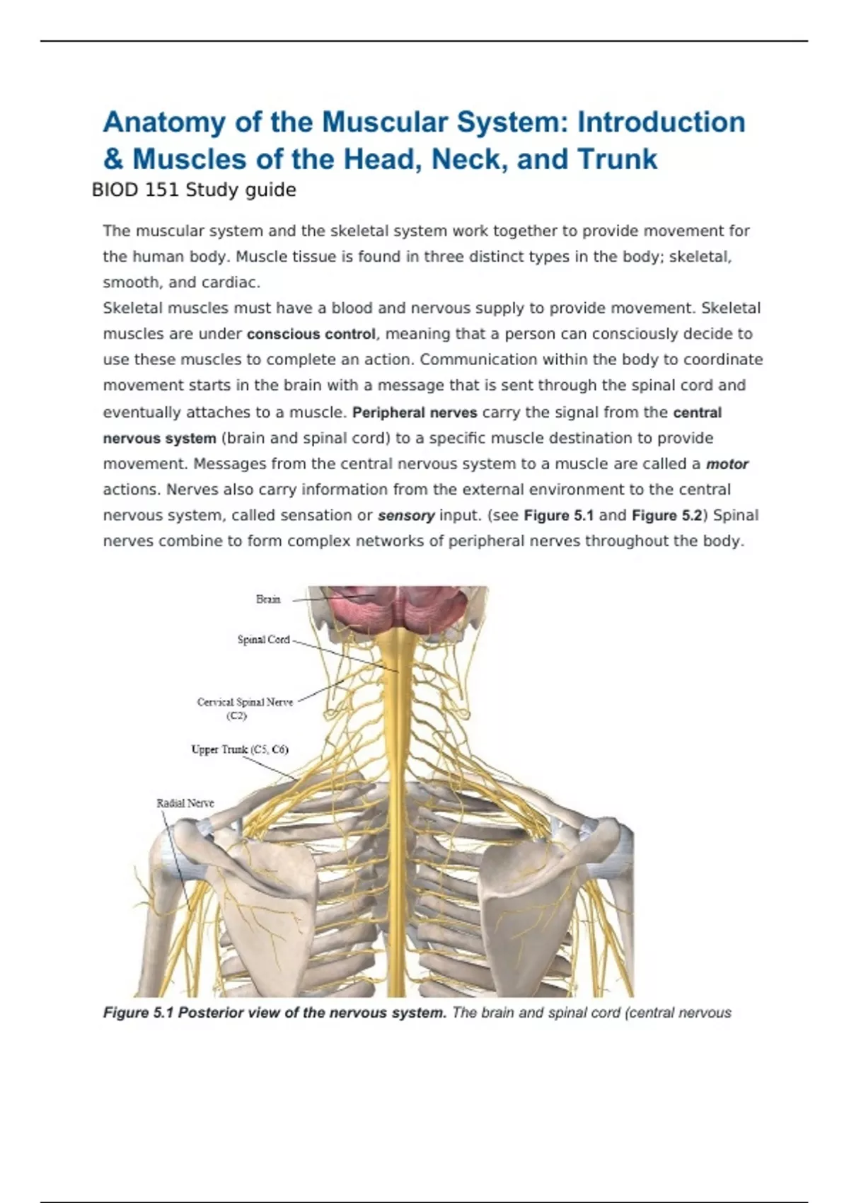 Anatomy of the Muscular System: Introduction & Muscles of the Head ...