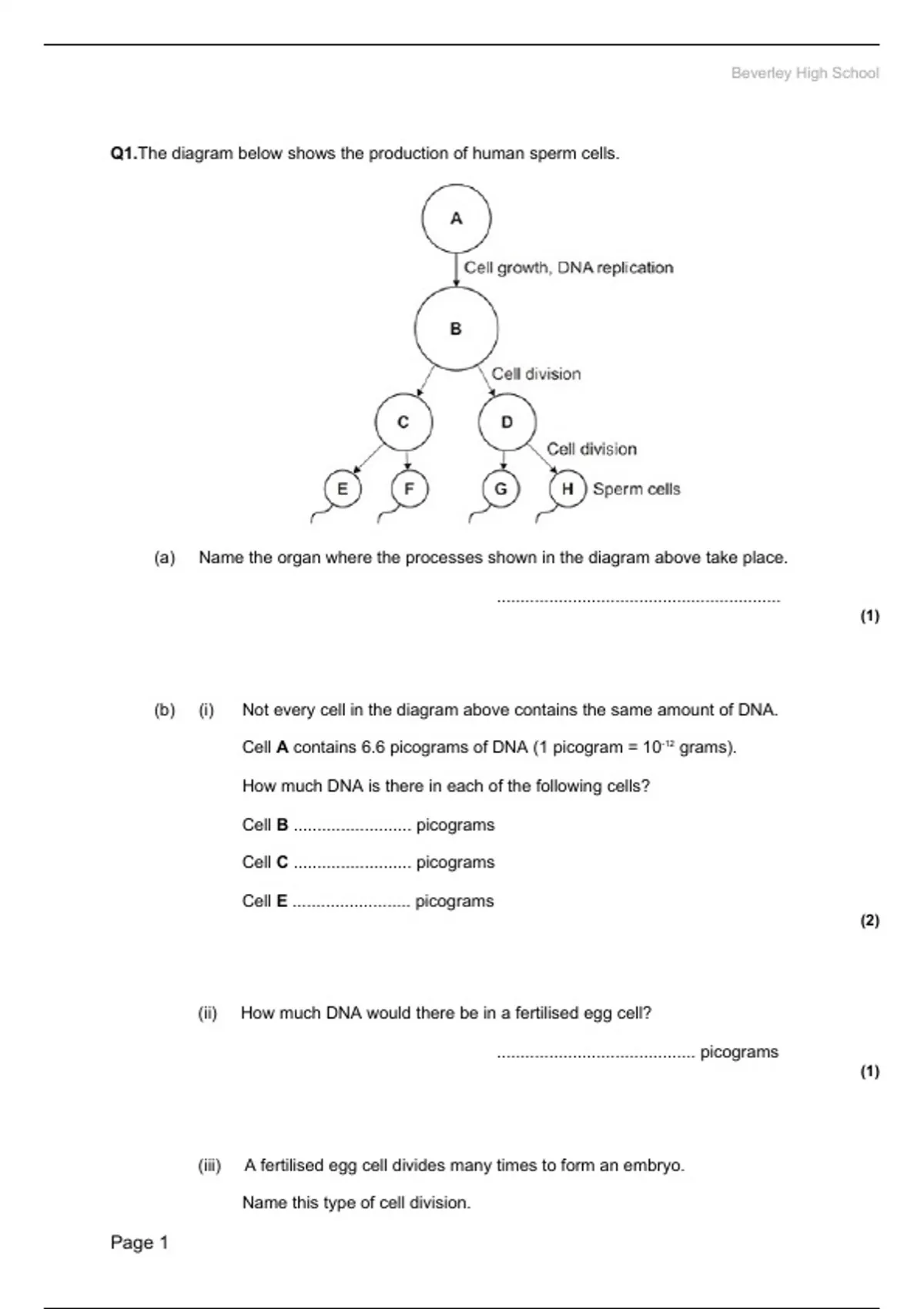 GCSE AQA Bio Cell Division Practice - Science - Stuvia UK