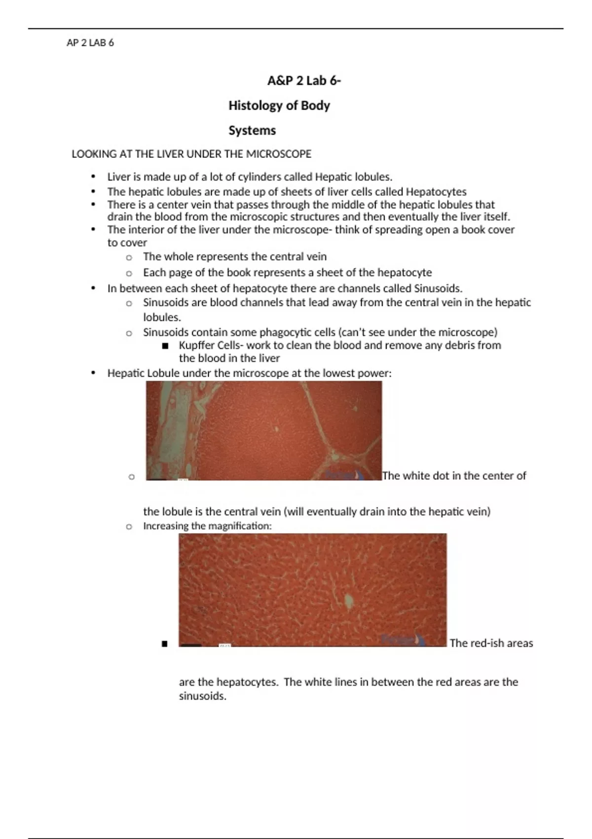 A&P 2 Lab 6- Histology of Body Systems - Human anatomy and physiology ...