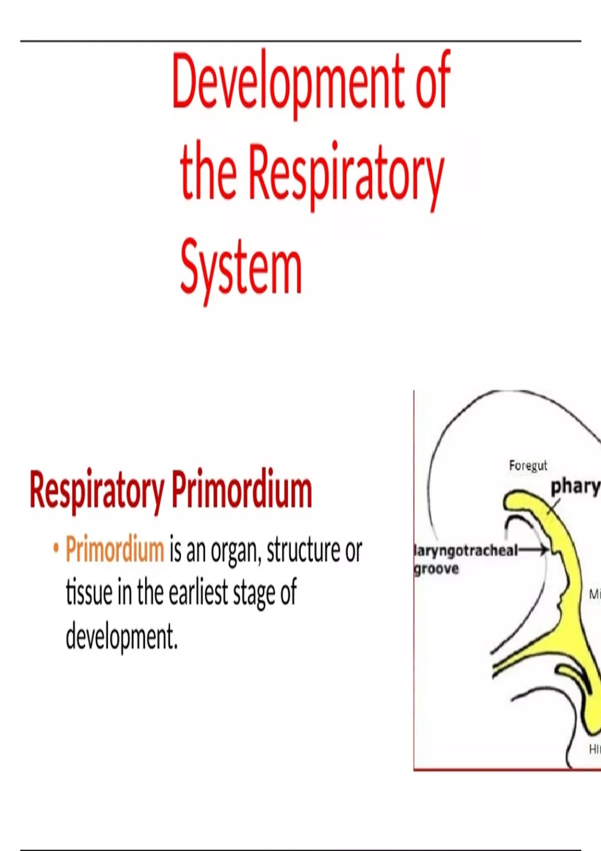 Summary DEVELOPMENT OF THE RESPIRATORY SYSTEM - Human anatomy and ...