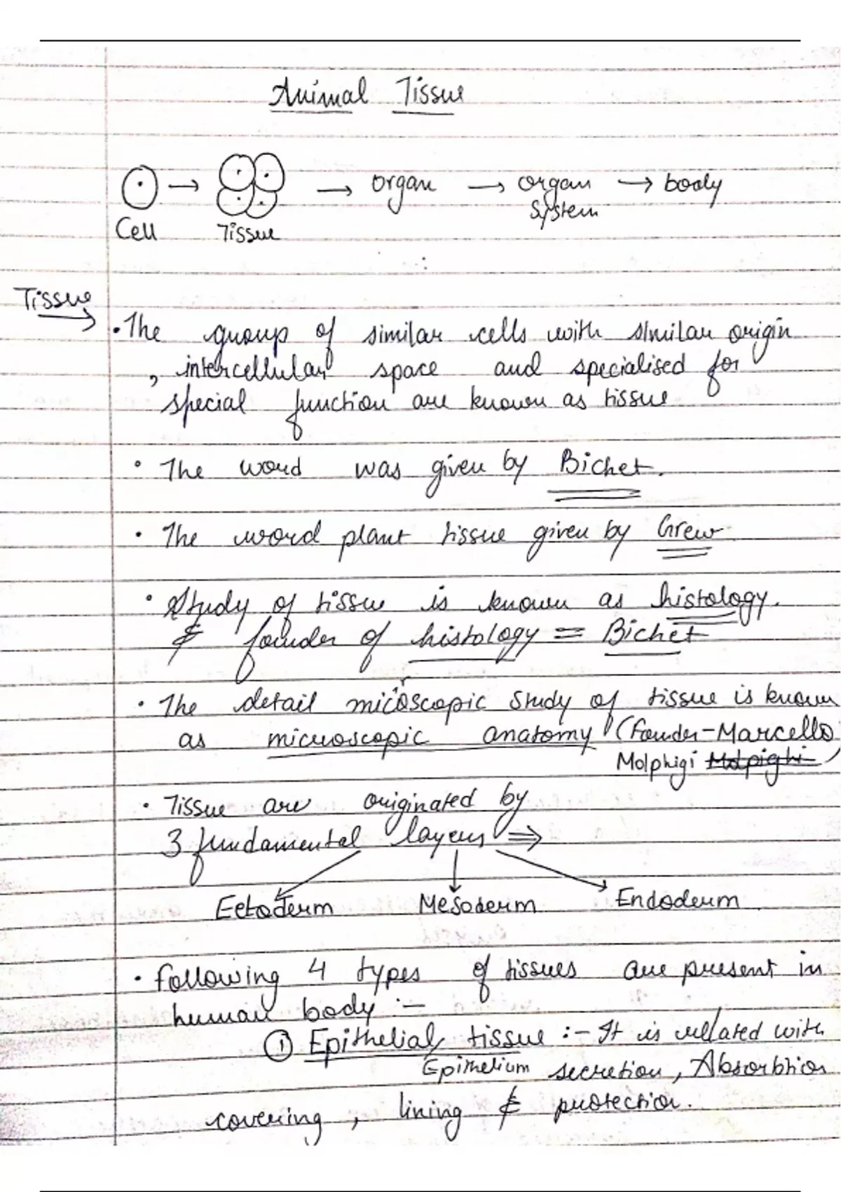 ANIMAL TISSUES simplified notes class 11 - Science { chem. , biology ...