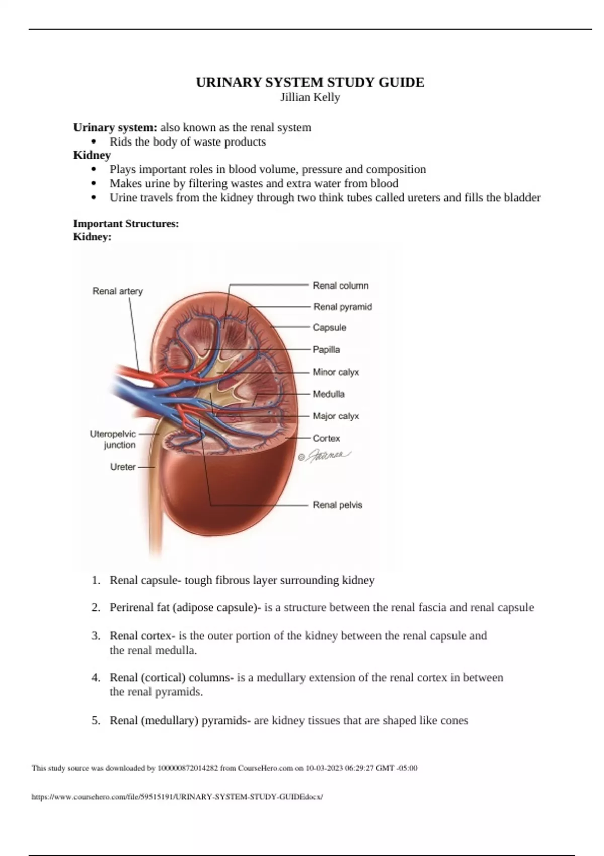 URINARY SYSTEM STUDY GUIDE Questions And Answers with Verified Study ...