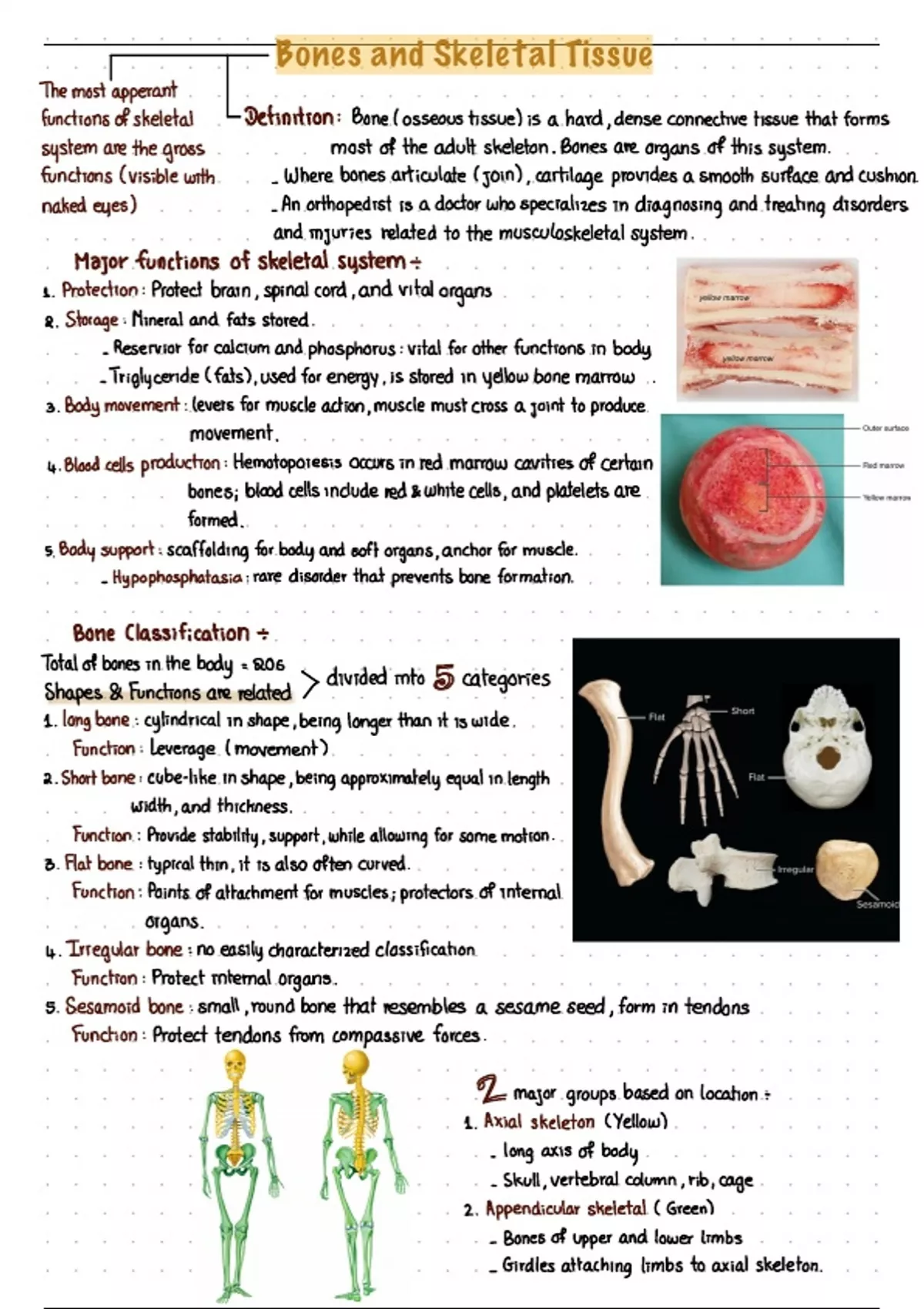 Class notes for Chapter 6 (Skeletal system: Bone and skeletal tissue ...