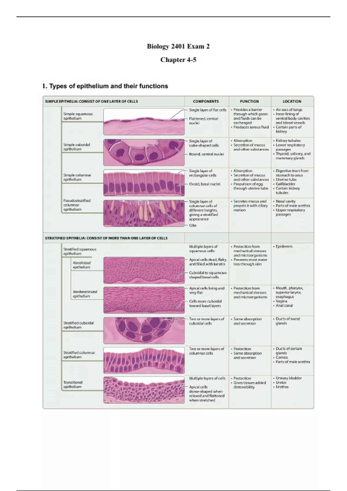 Anatomy and Physiology Exam 2 Review - Biology 2401 - Stuvia US