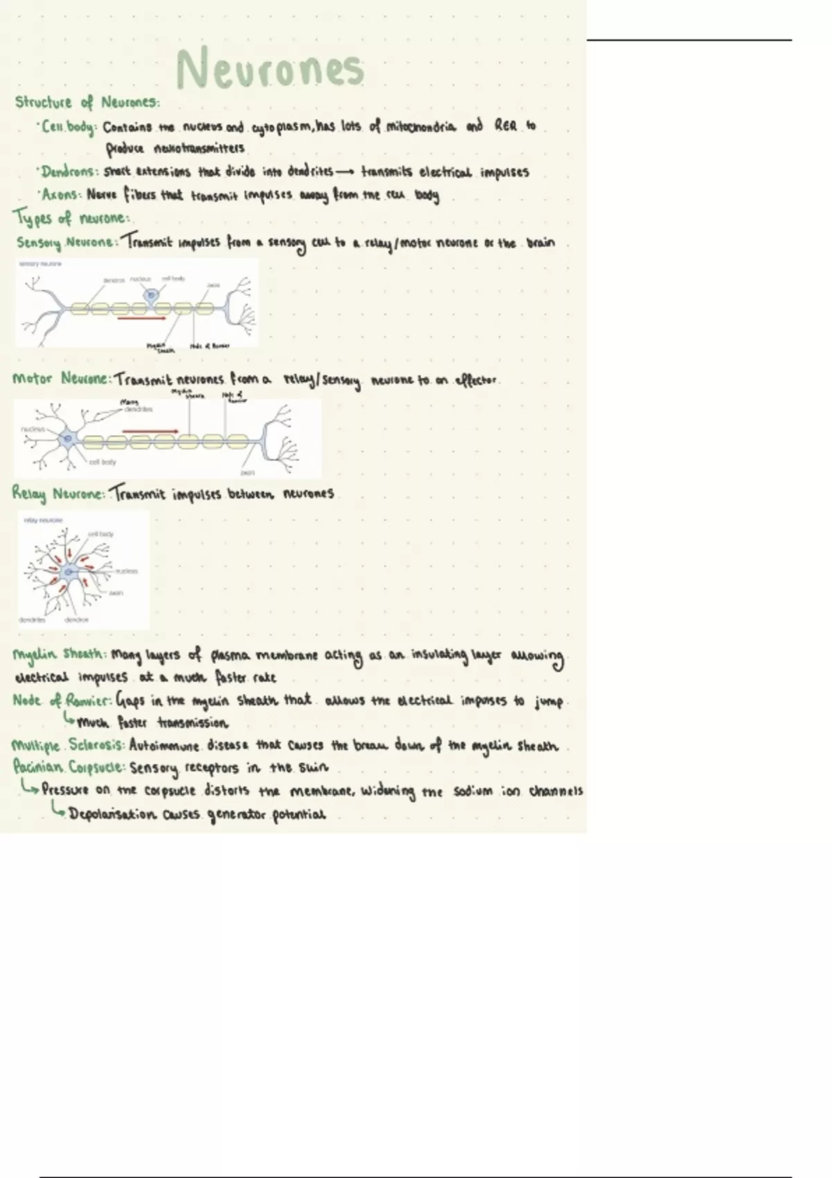 OCR Biology A-Level Neurones Summary - Unit 5 - Stuvia UK