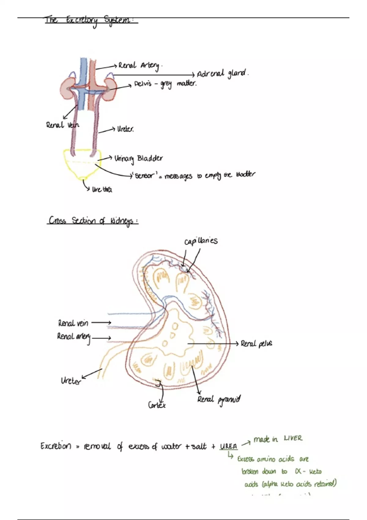 The Excretory System - Unit 1 - Principles and Applications of Science ...