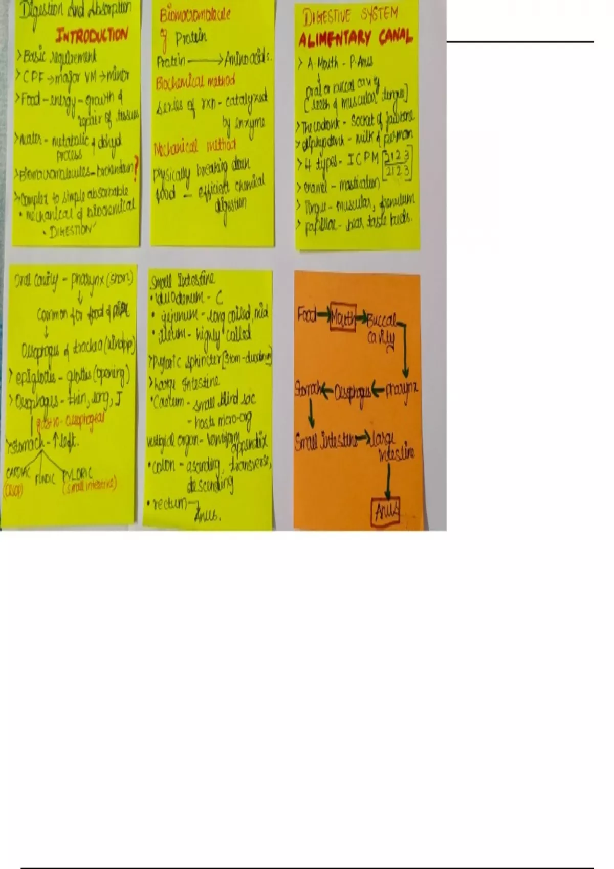 Revision notes Biology- Digestion and Absorption - Biology - Stuvia US