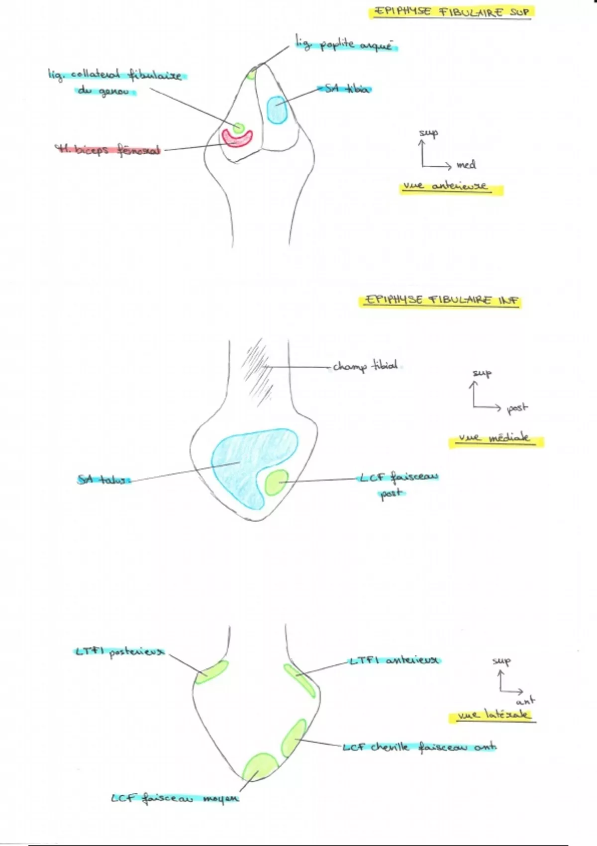 fiche anatomie épiphyses fibula - Stuvia FR