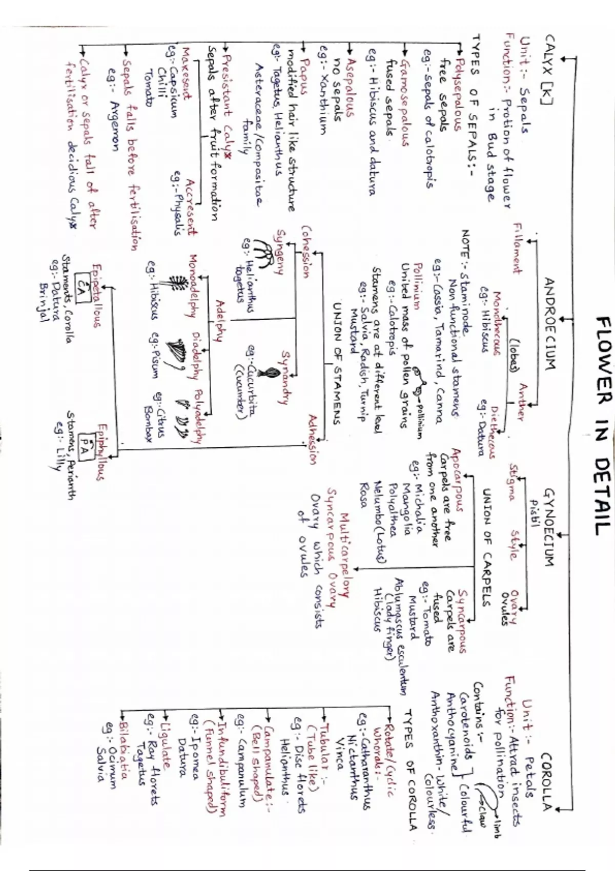flower in detail flowchart - Stuvia US