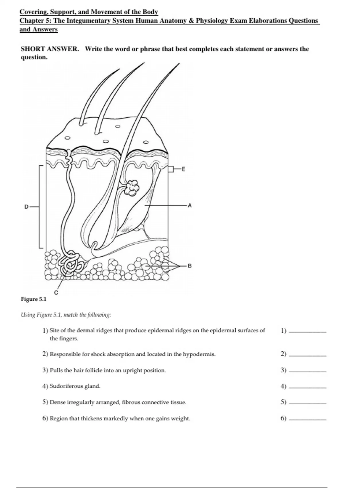 (Covering, Support, and Movement of the Body) Chapter 5: The ...