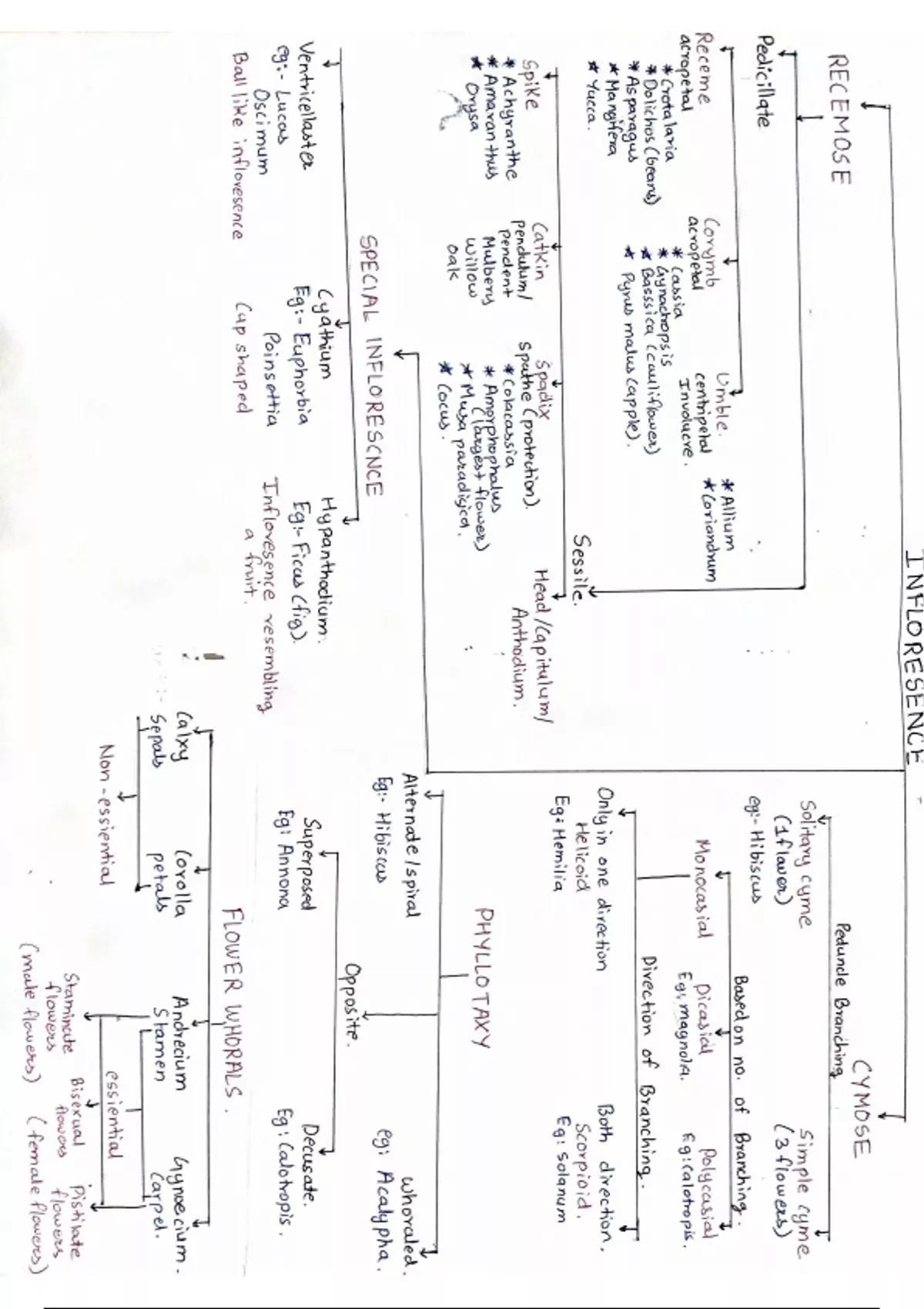 Types of inflorescence flowchart - Stuvia US