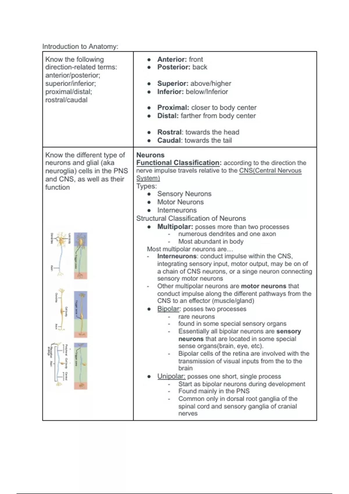 Summary Human Anatomy Block 1 Study Guide - Stuvia US