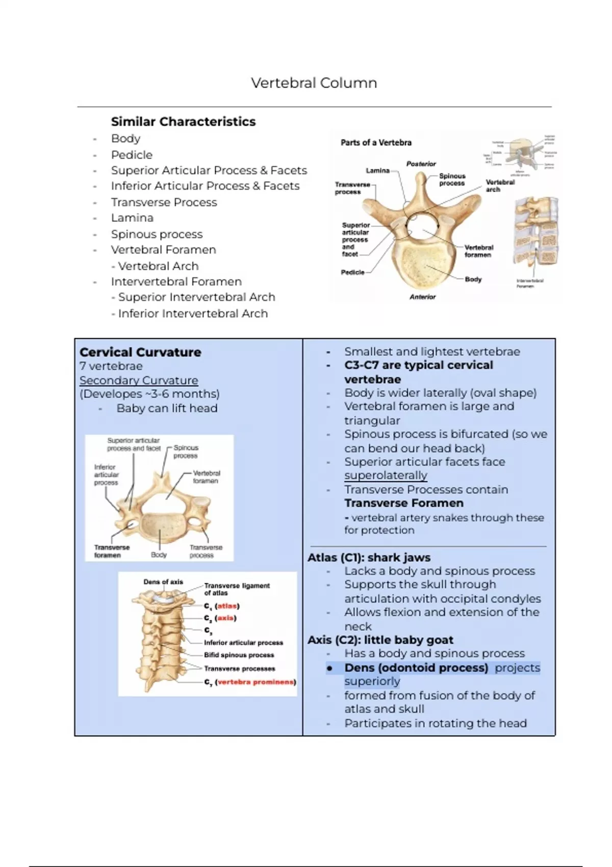 Summary UCF Human Anatomy Block 2 Study Guide - Stuvia US