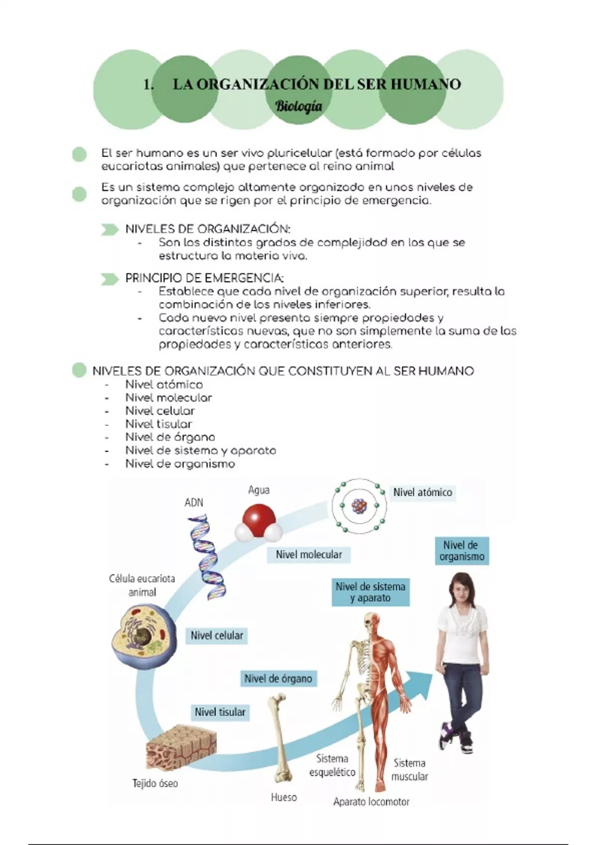 Sumario La organización del ser humano y sus niveles - Biology and ...