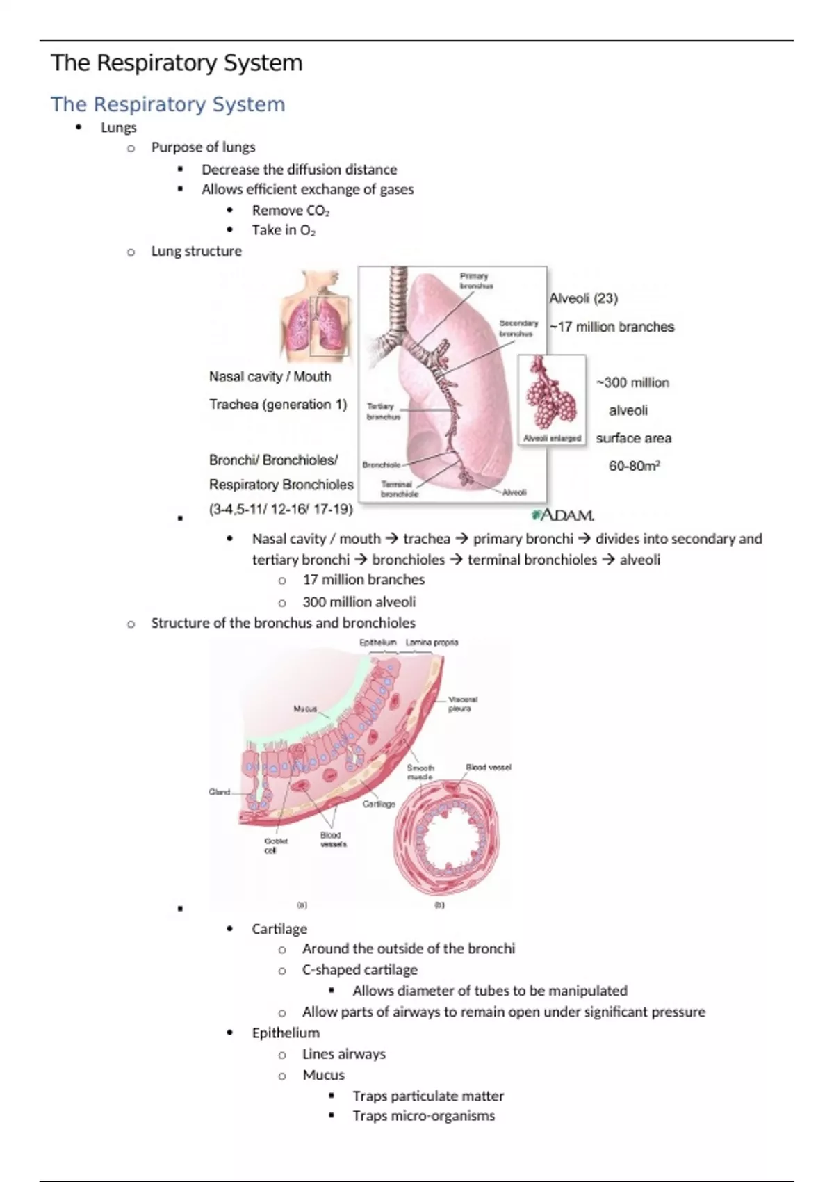 Introductory Mammalian Physiology (PHOL0002) Notes - Respiratory System ...