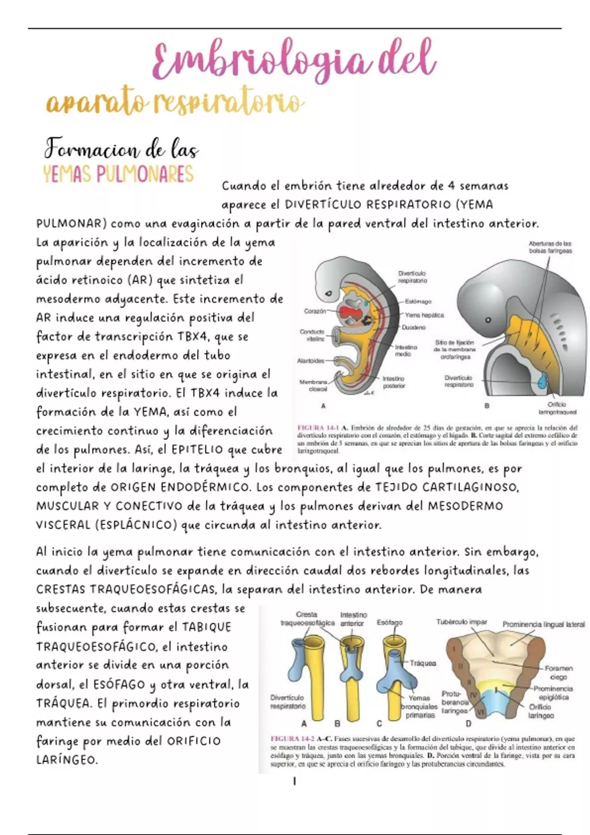 Embriología Del Foramen Ciego