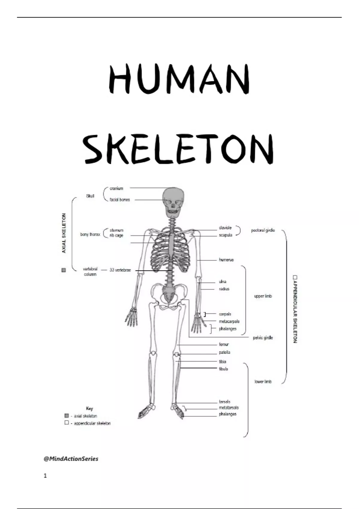 Summary, Human Skeleton - Life Sciences (Biology)(IEB) - Life Sciences ...