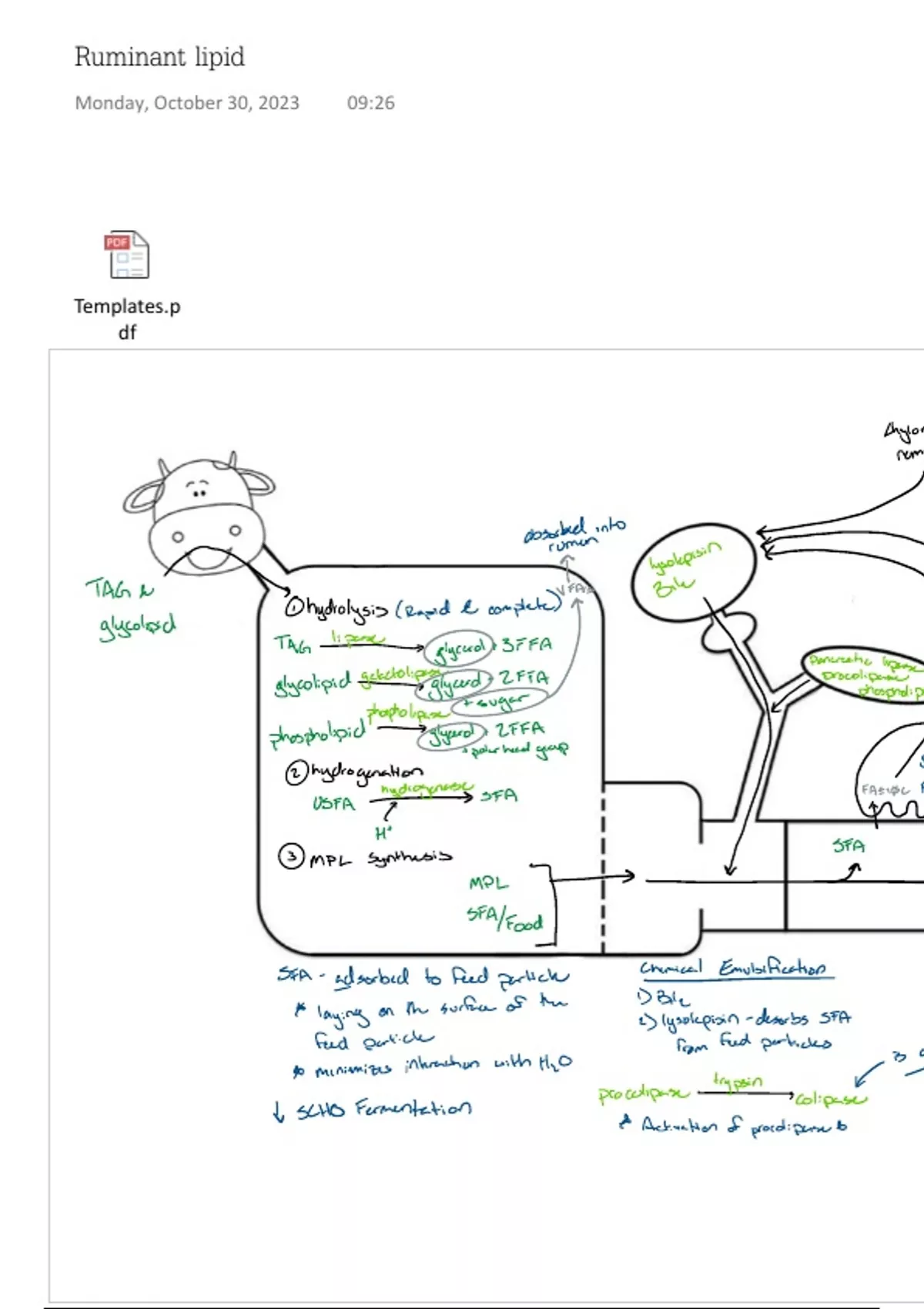 Ruminant Lipid Digestion Flowchart - (ANSC303) - Stuvia US