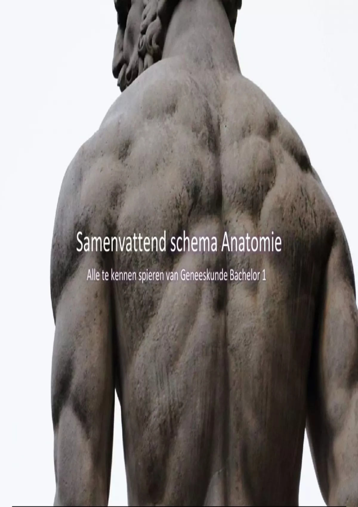 Samenvatting Samenvattend schema alle spieren anatomie - Anatomie en ...
