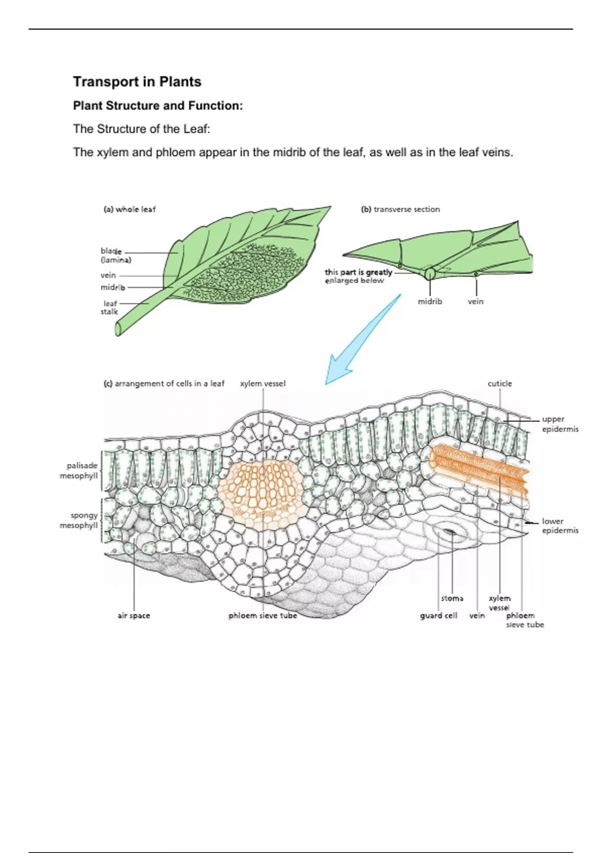Summary IGCSE/GCSE Biology - Topic 08 Transport in Plants - Biology ...