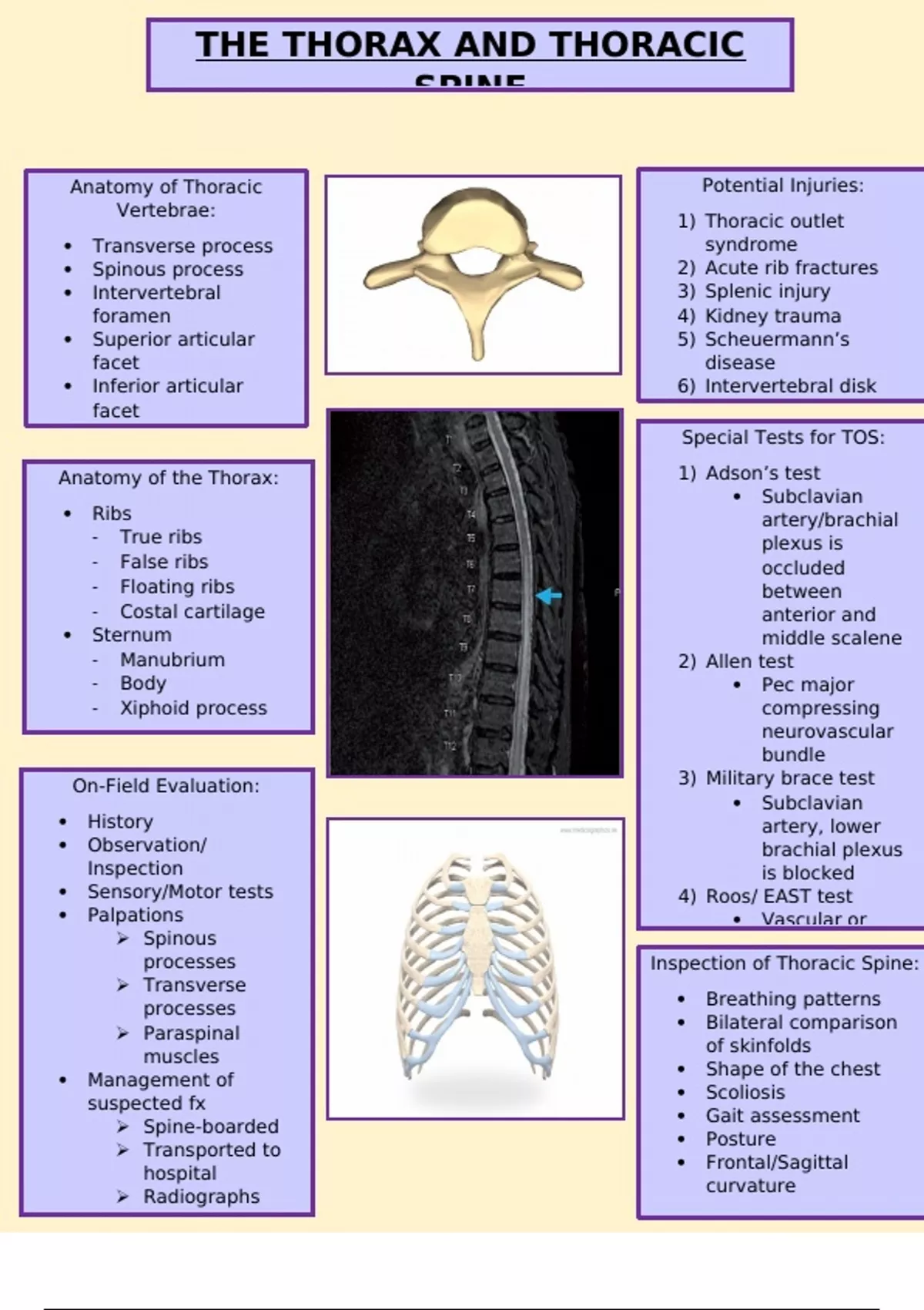 ATC - Thoracic Spine Study Notes - ATC - Certified Athletic trainer ...