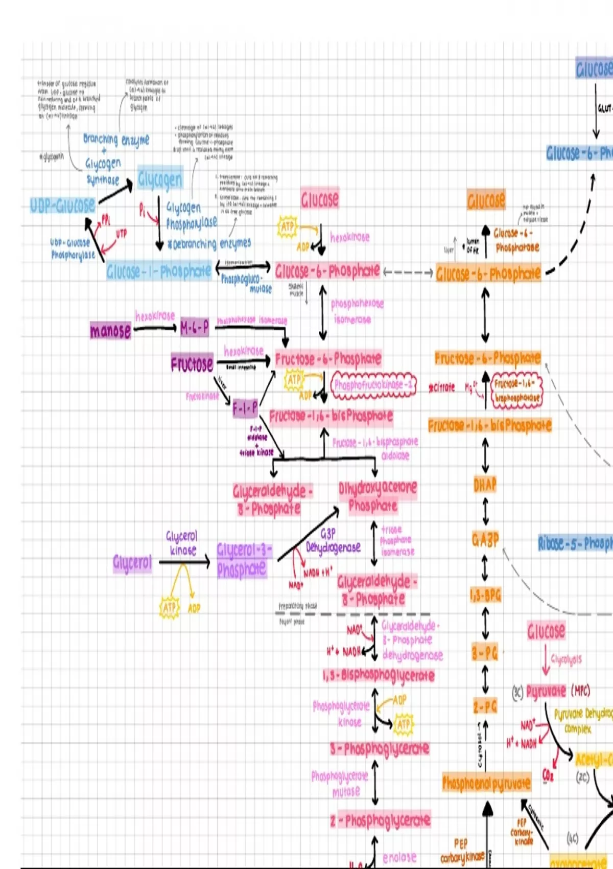 Summary Carbohydrate metabolism complete reaction map - BCM 262 (BCM262 ...
