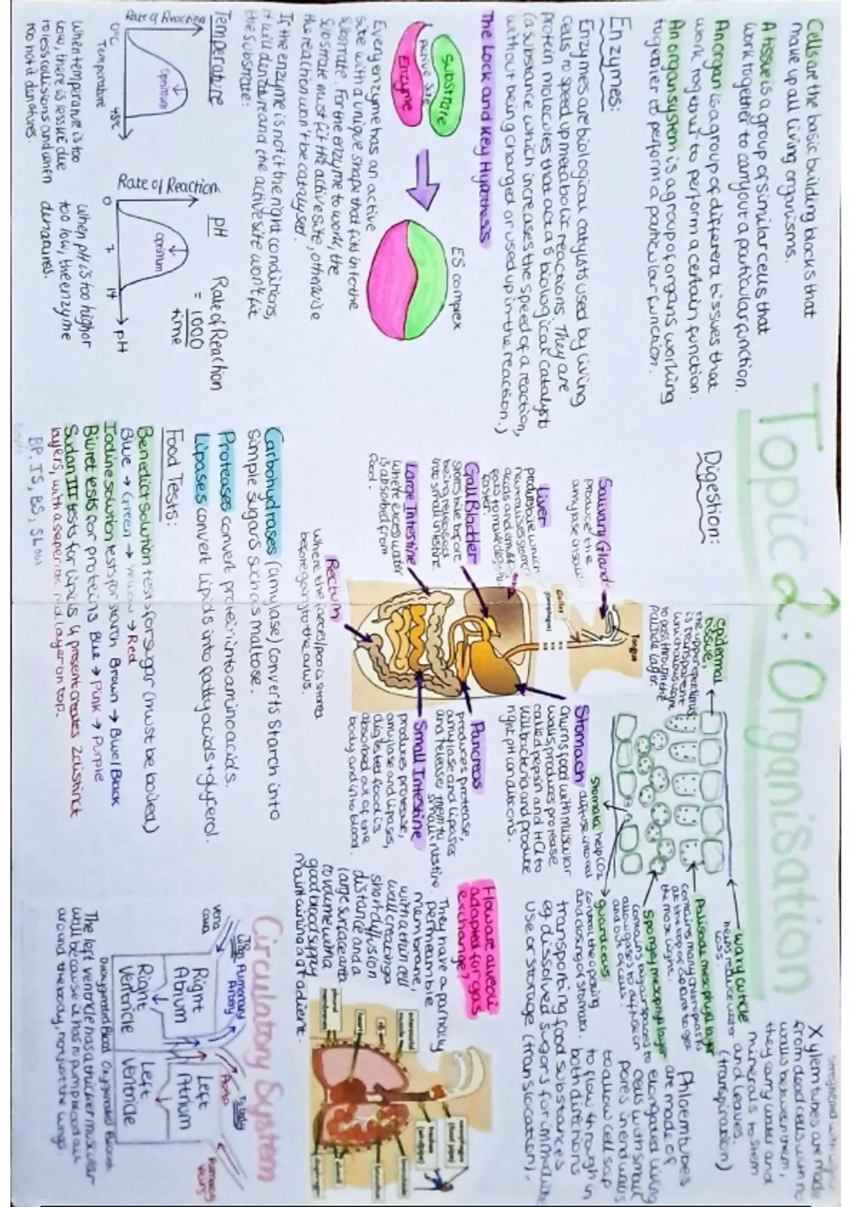 Summary GCSE Biology (AQA Grade 9-1) Revision Poster on Topic 2 ...