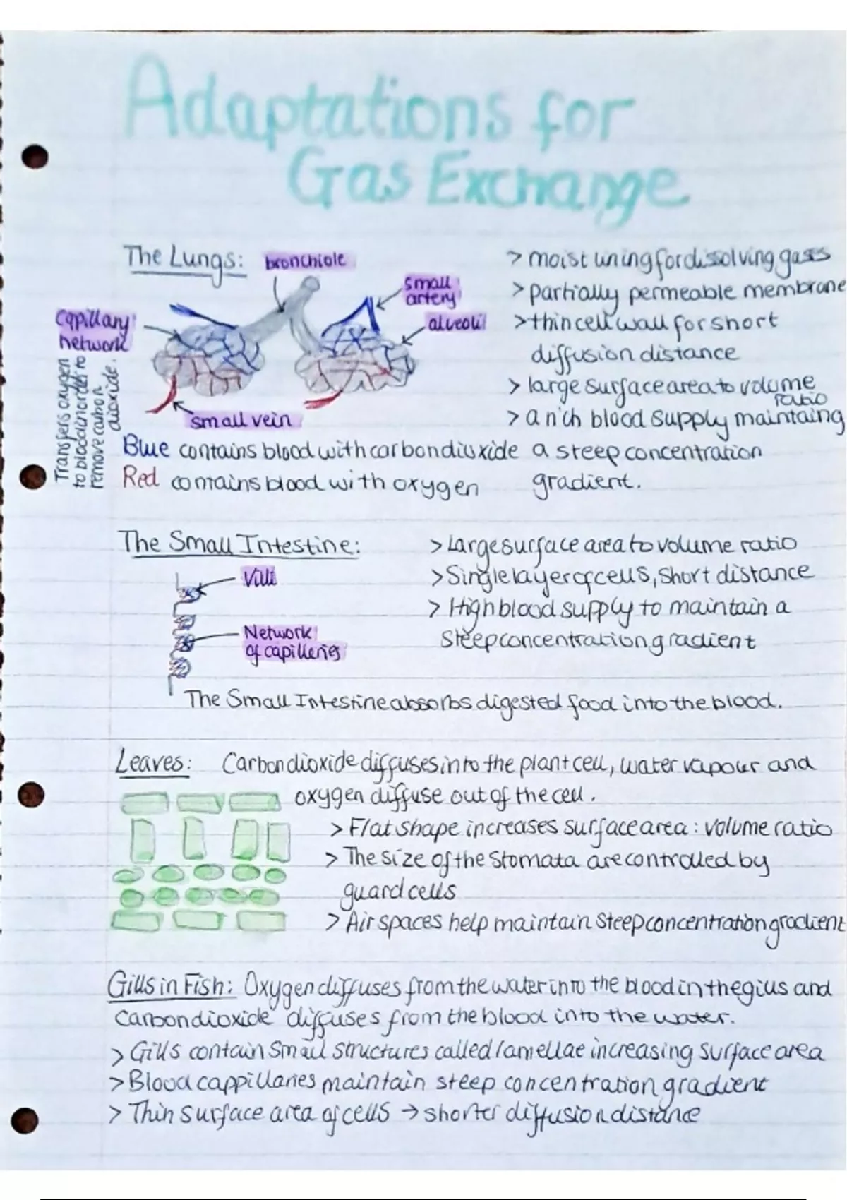 Summary GCSE Biology (AQA Grade 9-1) Revision/Class Notes on Gas ...