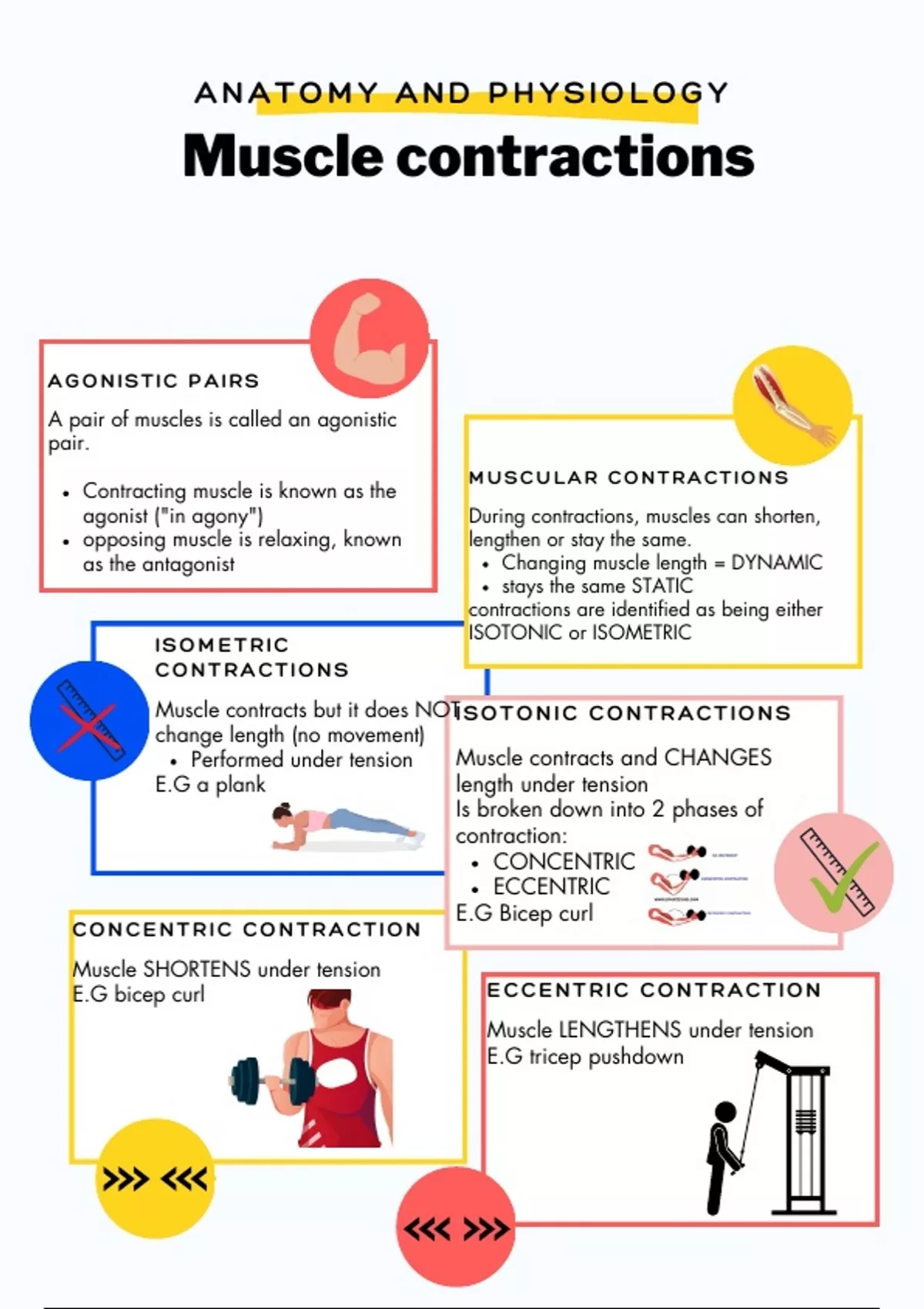 Summary The role of muscles and contractions - muscular skeletal system ...