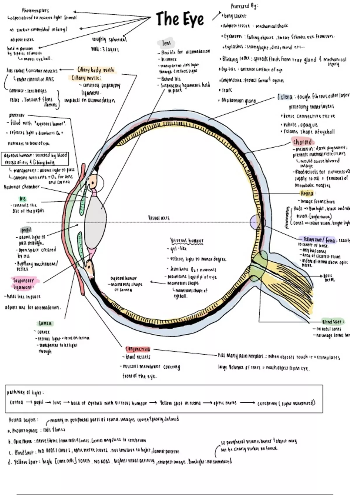 Summary The Eye - Life Sciences (Biology) - Life Sciences - Stuvia SA