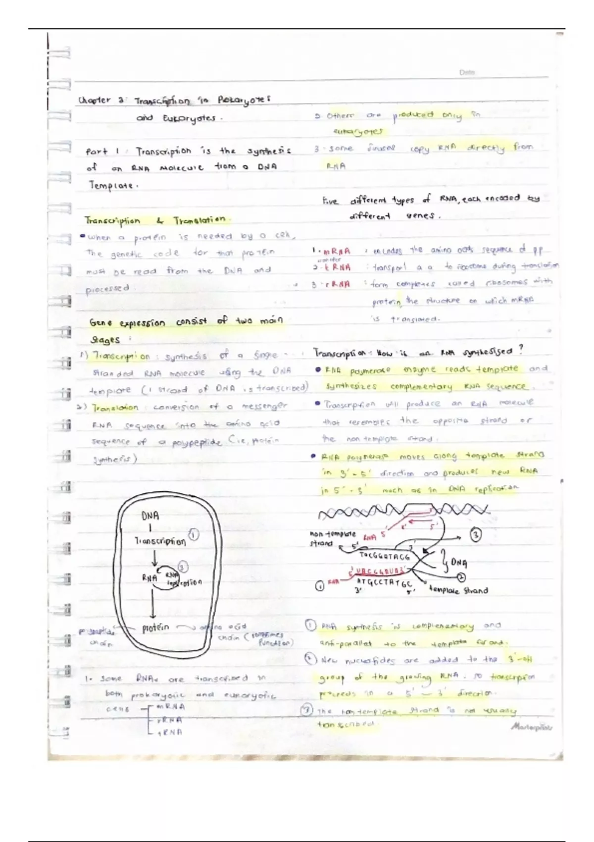 Simplified and In-depth note: Transcription in Prokaryotes and ...