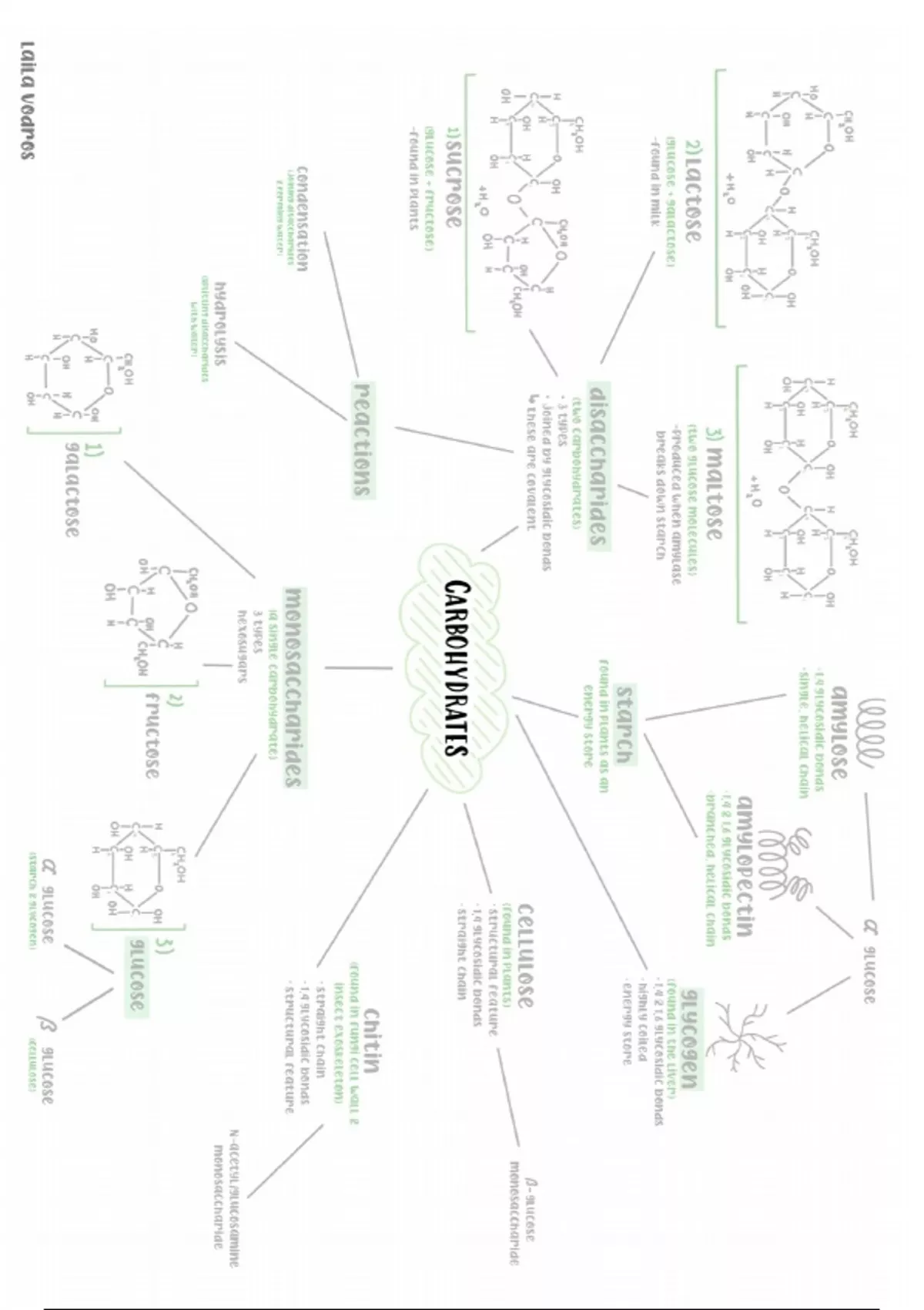 Summary Carbohydrates A-level mind map - Unit 1 - Biological molecules ...