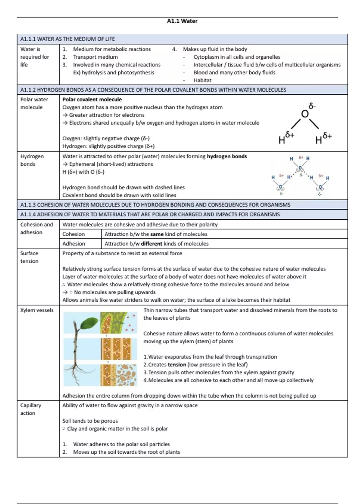 IB DP Biology HL 2025 [A1.1 Water] Summary Notes - Biology - Stuvia US